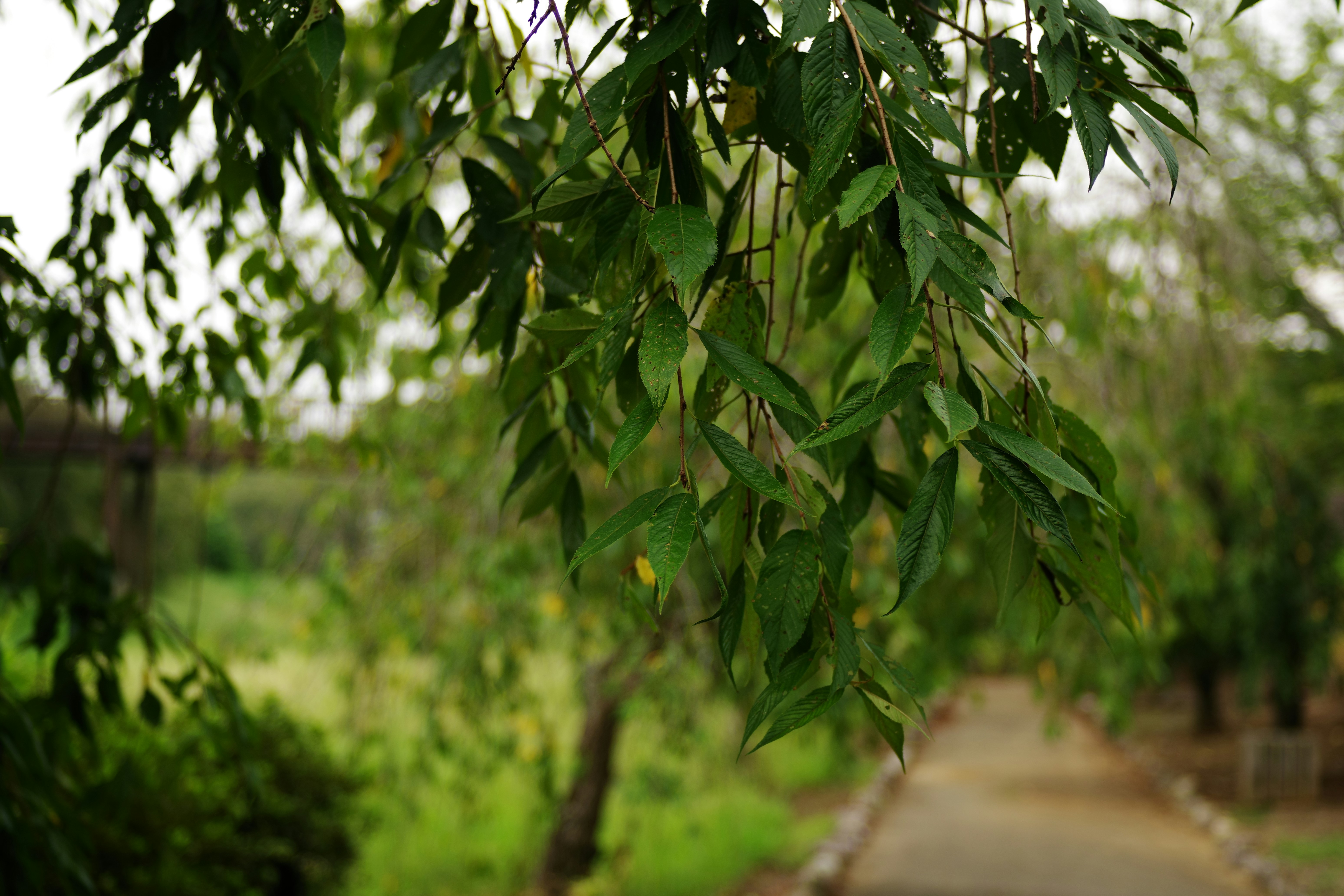 A leafy green tree hanging over a road photo – Free Forest Image on ...