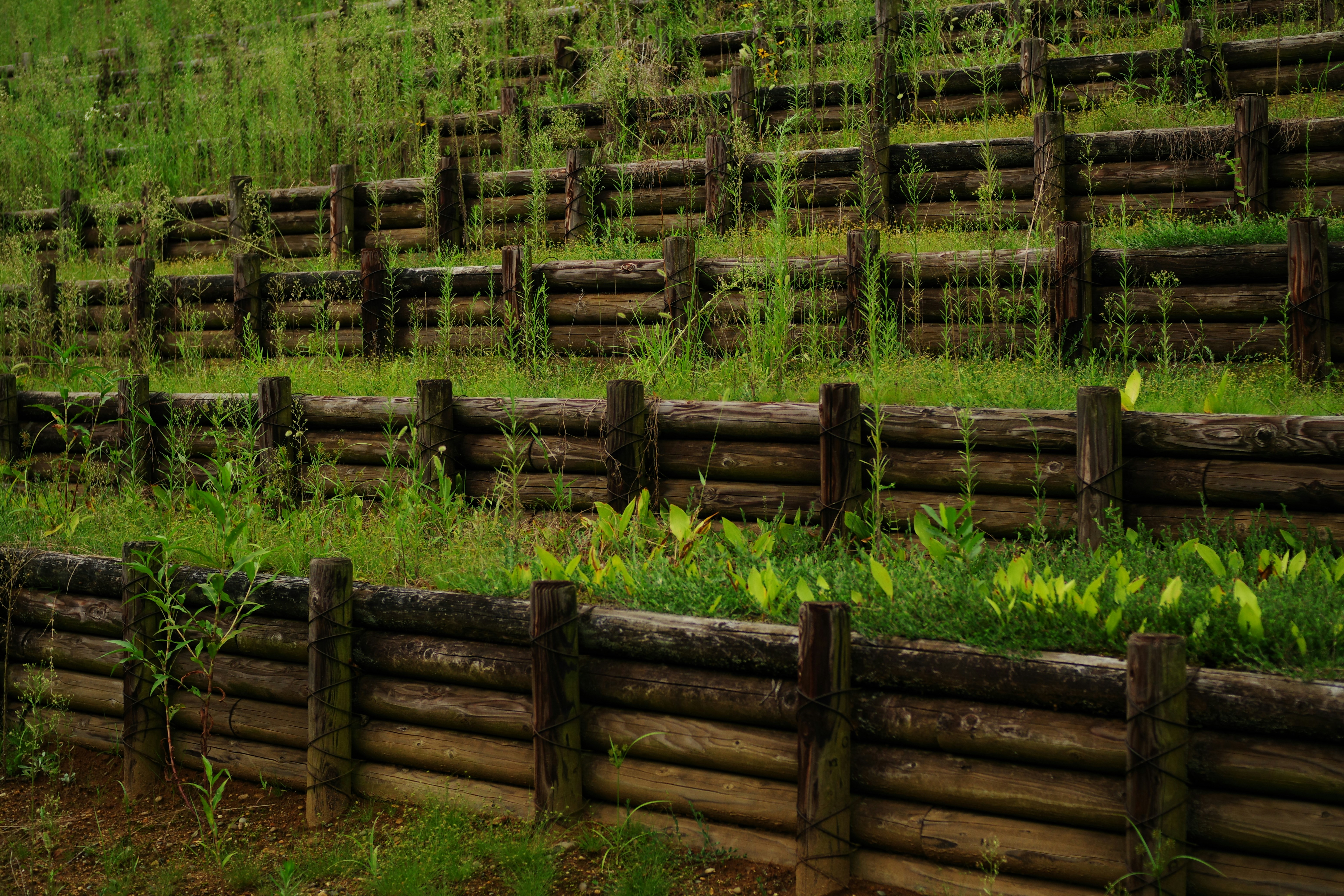 Verdant Terraces: Weathered Timber Reclaimed by Greenery