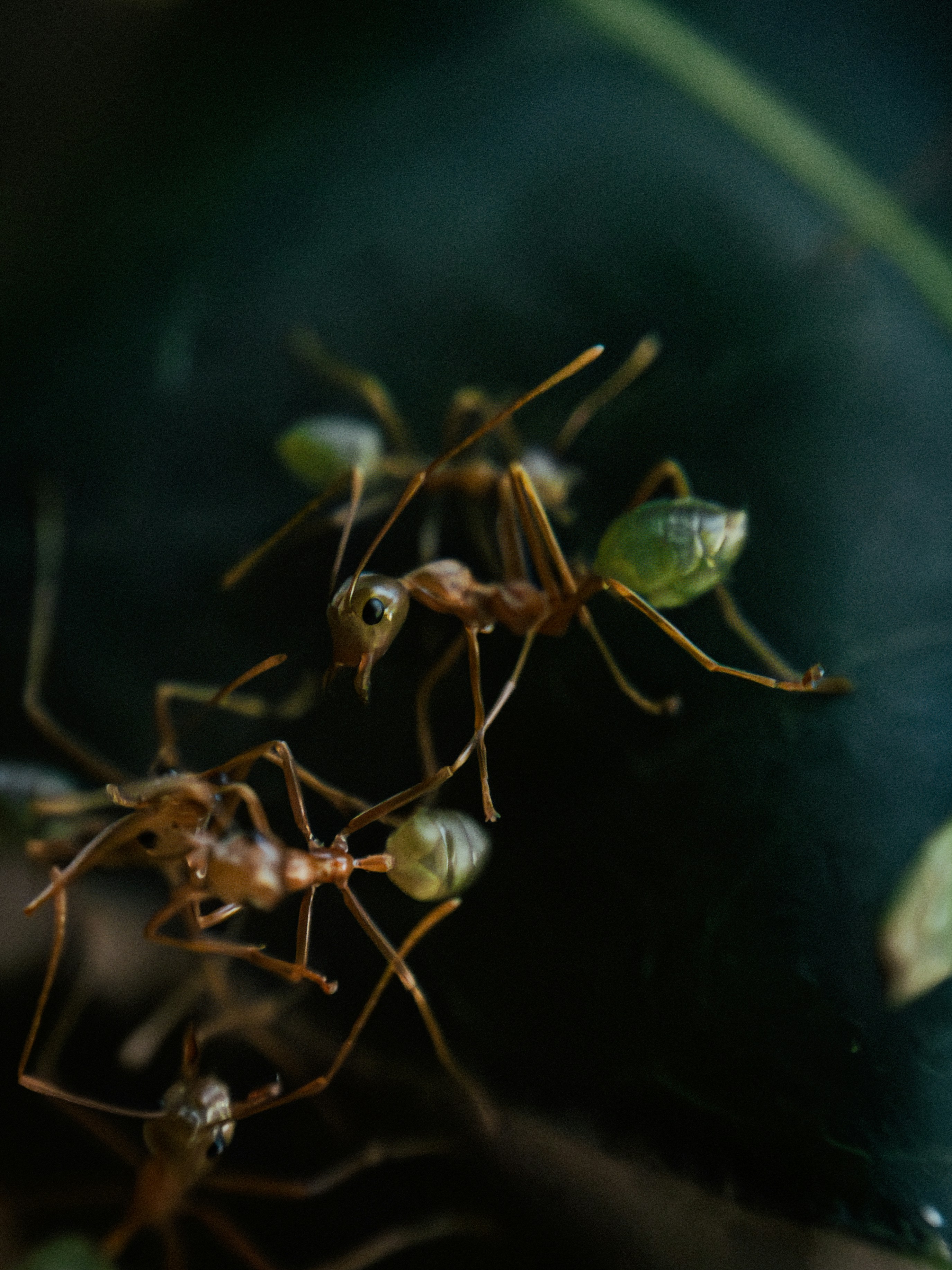 Green Tree Ants on Whitsunday Island