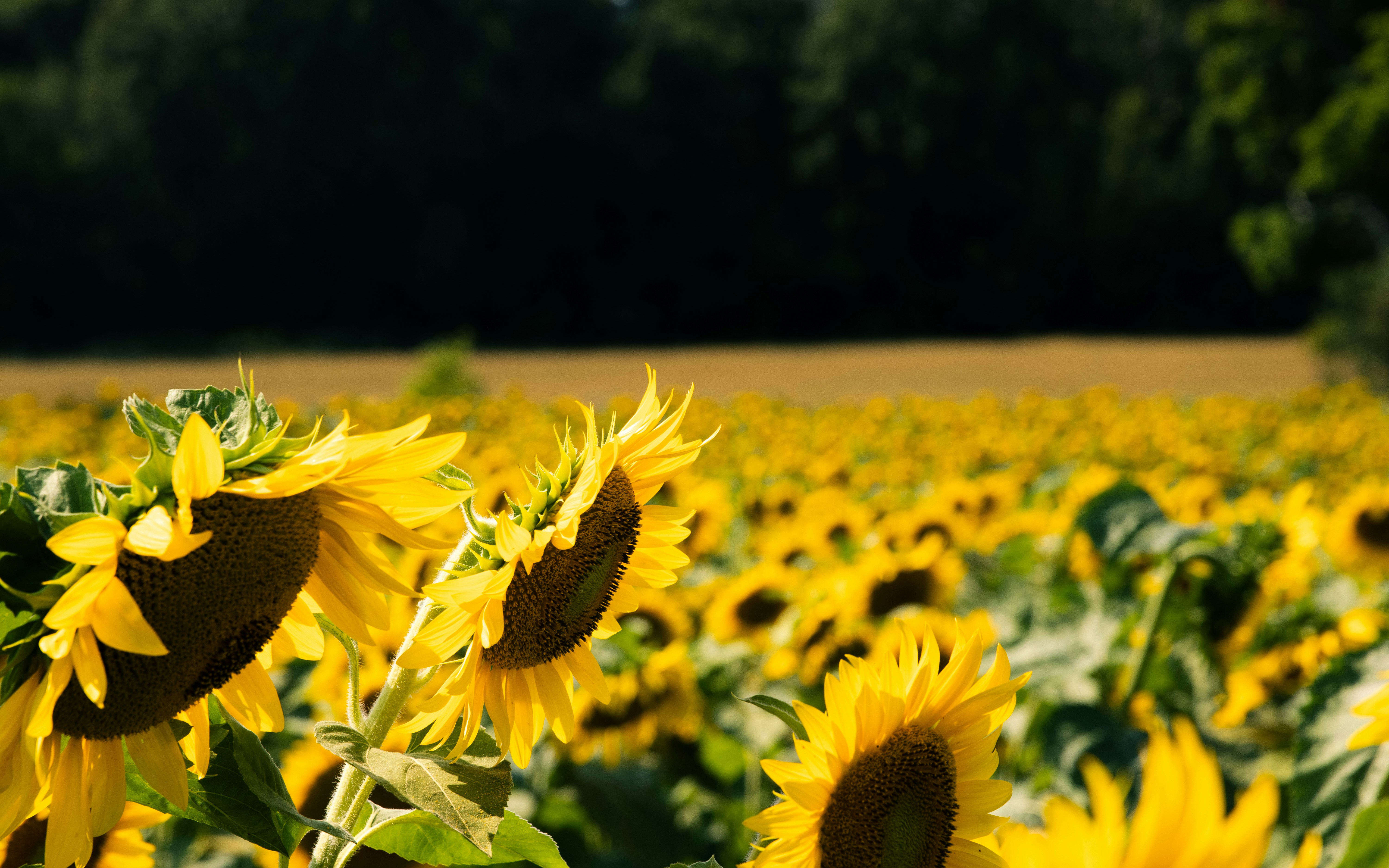 A large field of sunflowers with trees in the background photo – Free ...