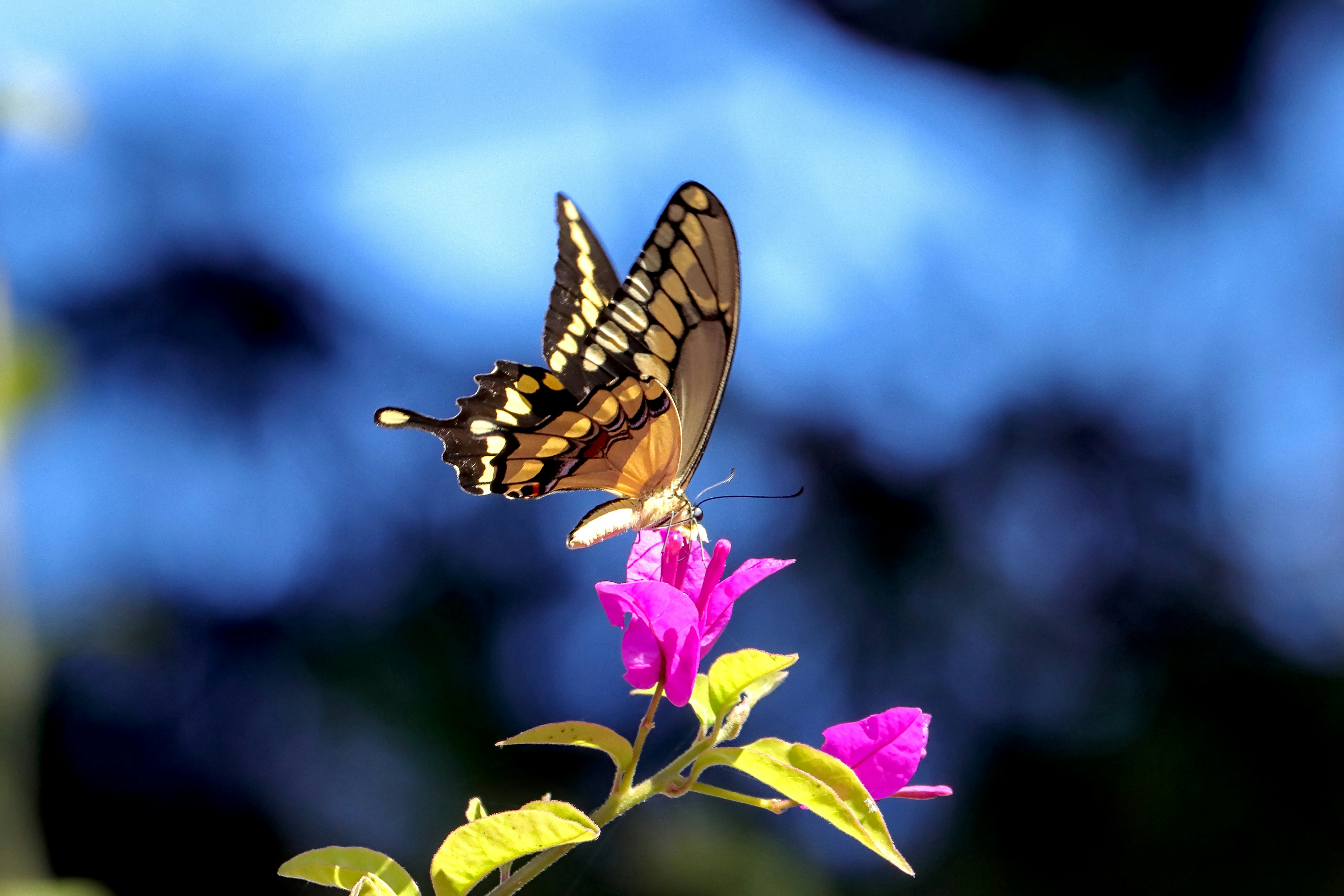 Butterfly Adrift on a Magenta Bloom Under a Velvet Blue Backdrop