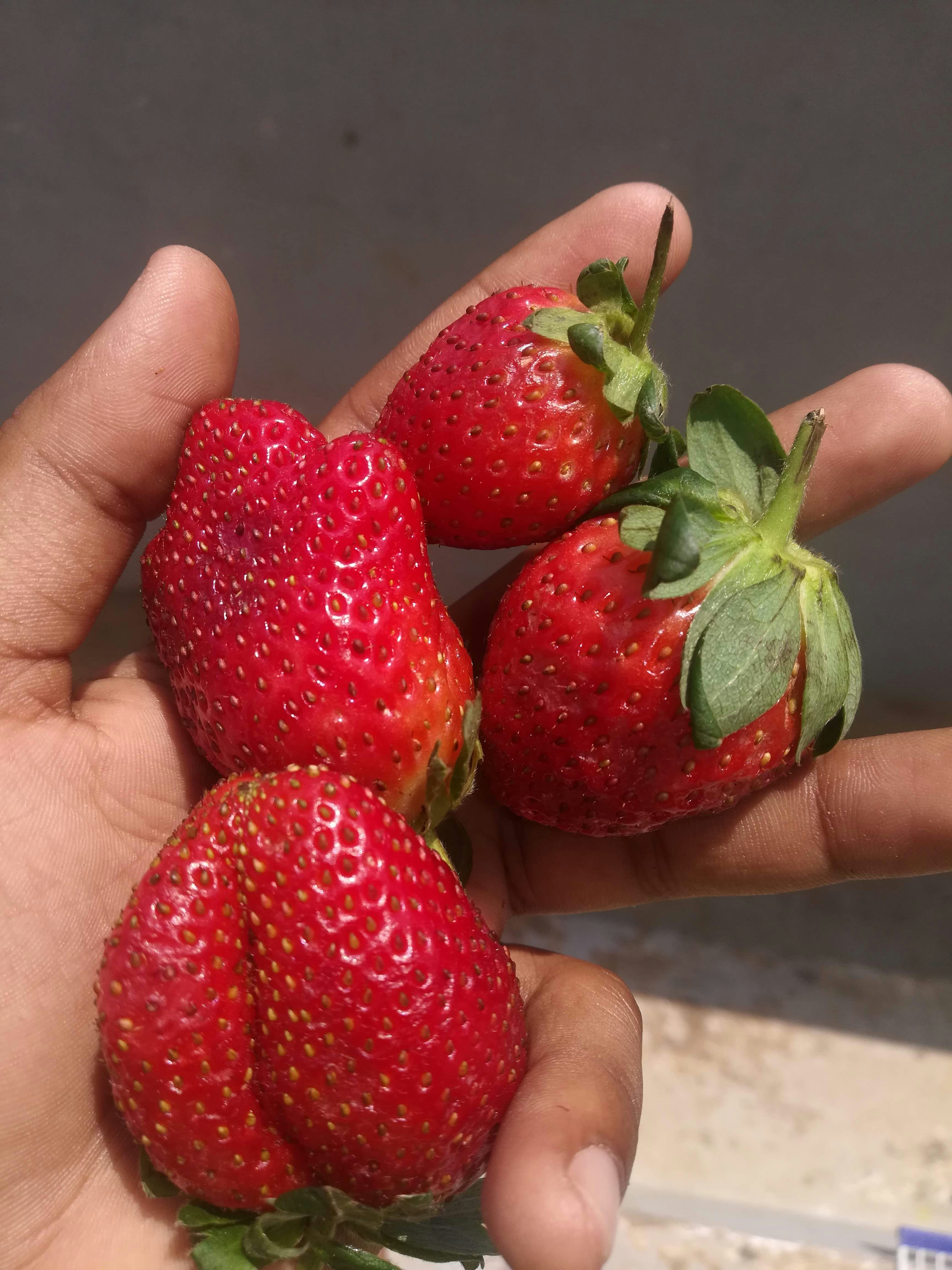 Close-up of bright red strawberries held in a hand, showing textured seeds and fresh green caps against a neutral background.