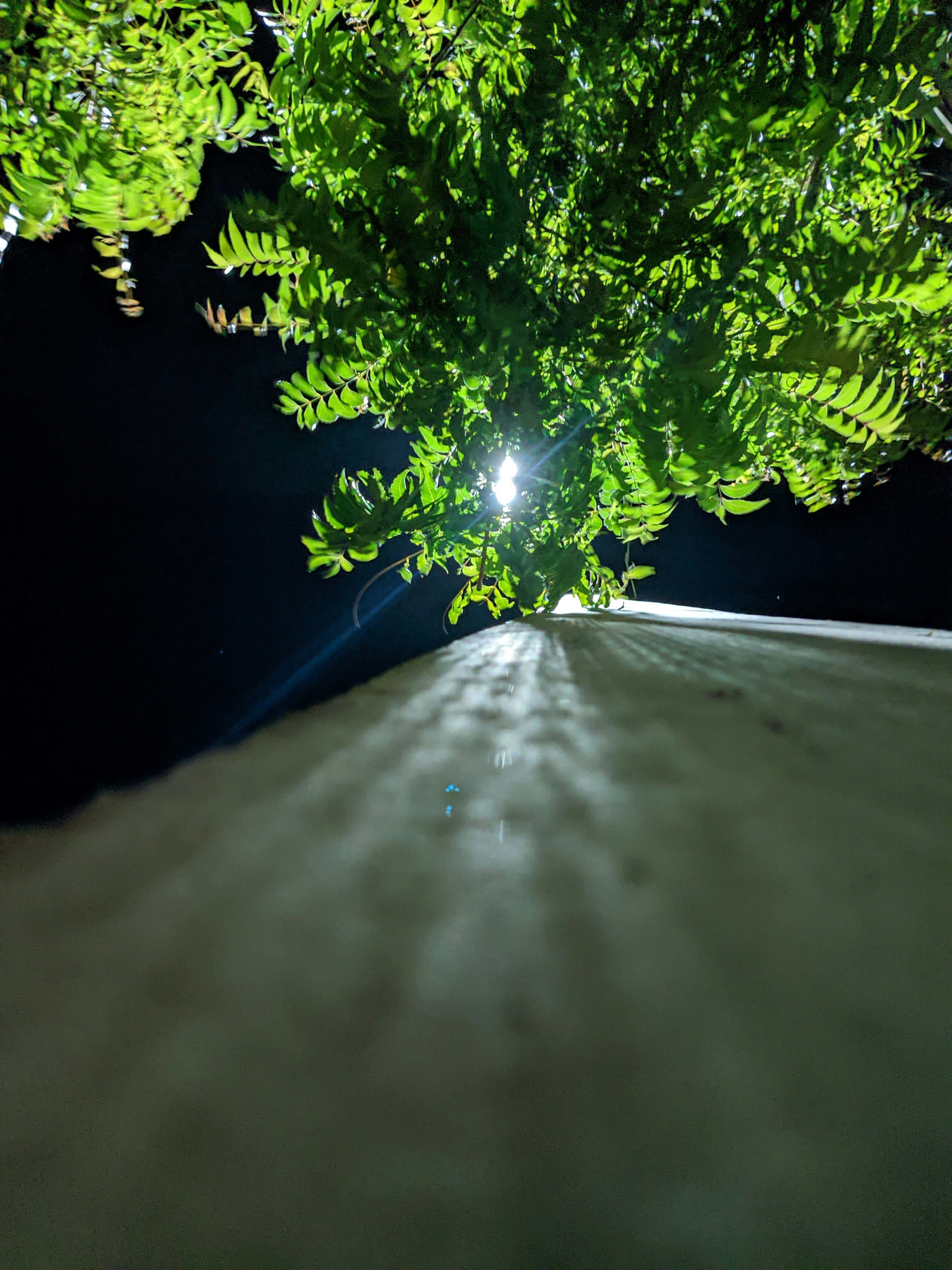 Nocturnal Canopy Glimpse