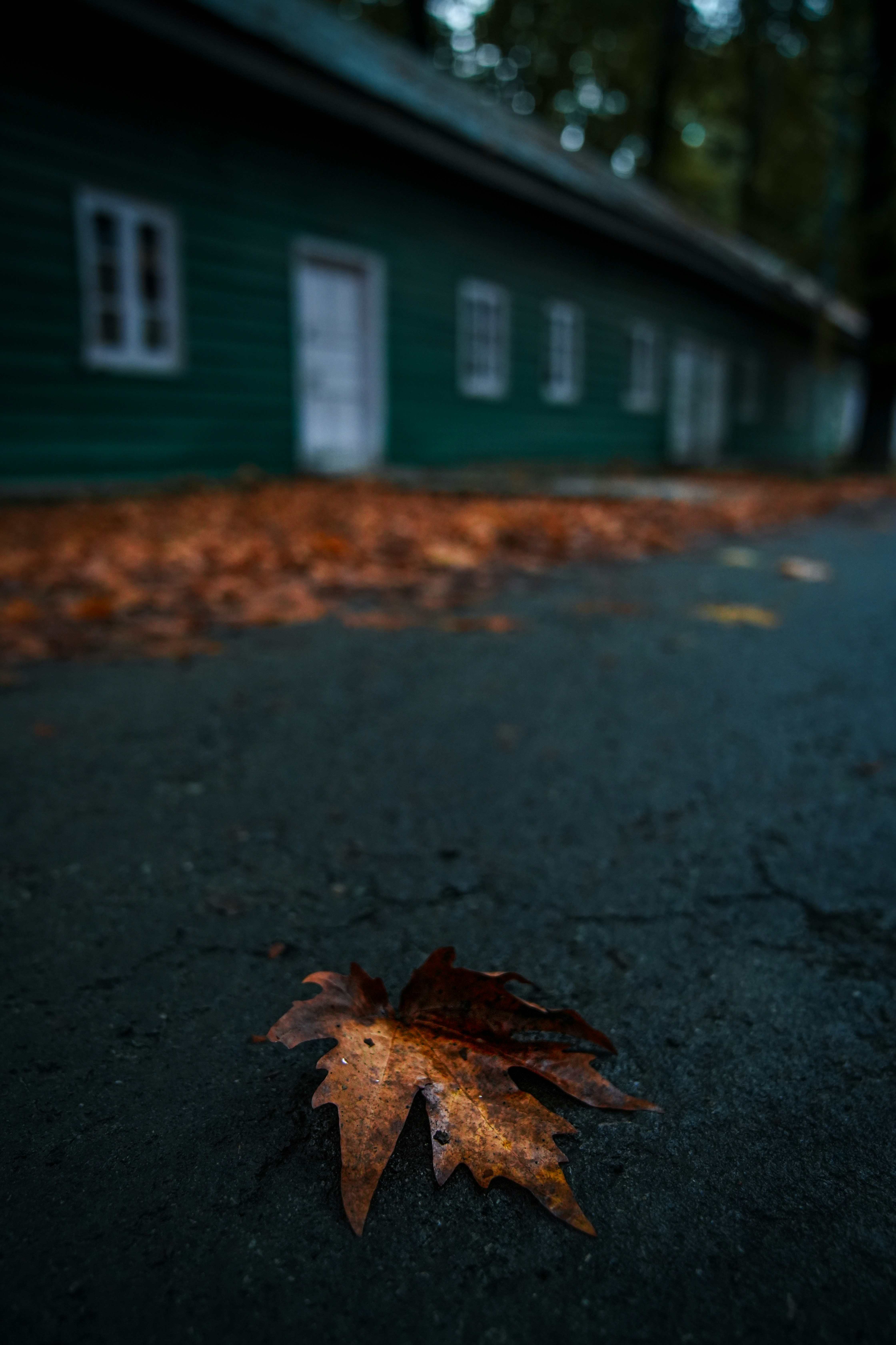 Autumn Leaf on the Wet Pavement Before a Green Building