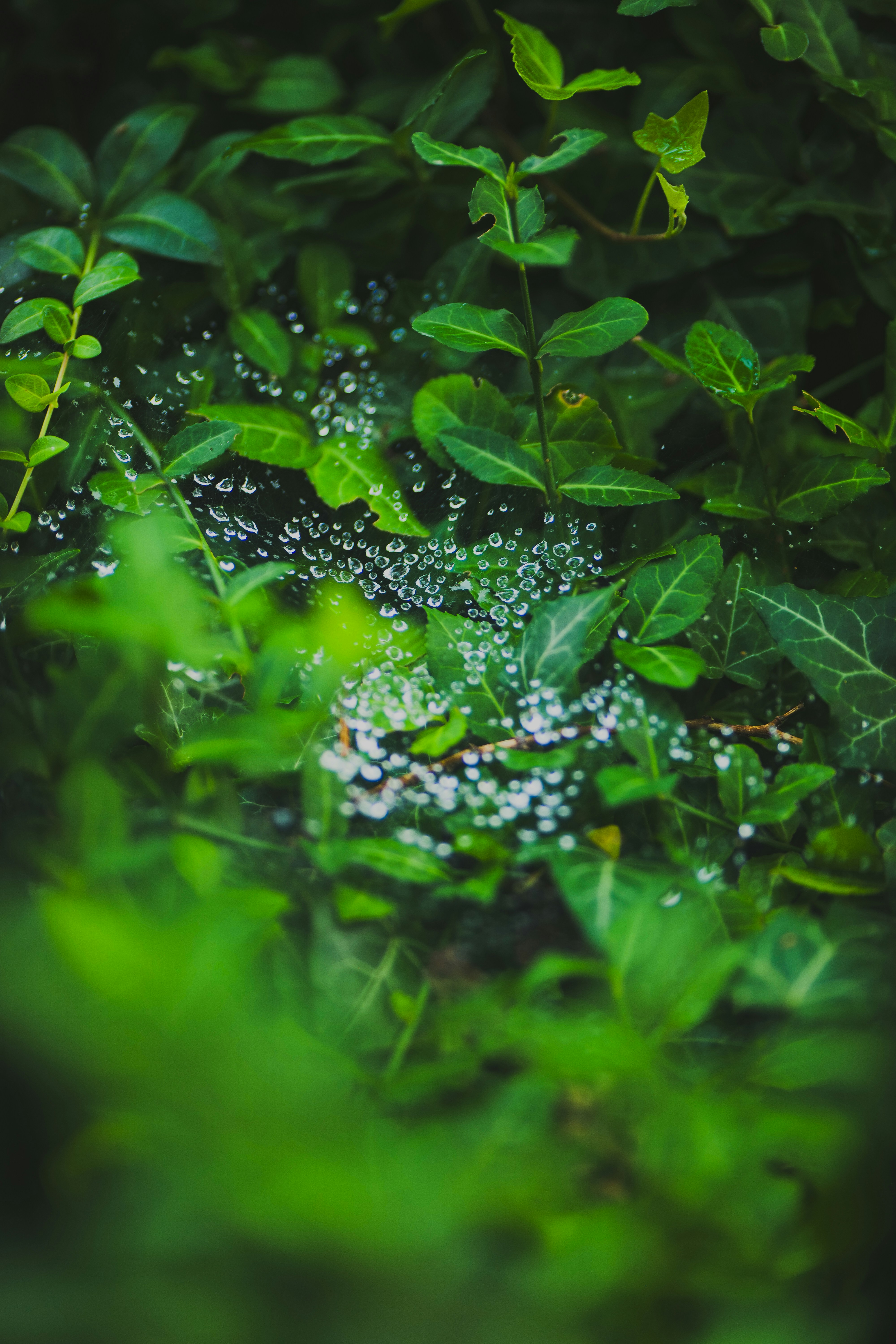Emerald Veil: Dew-Adorned Spider Web Among Leaves