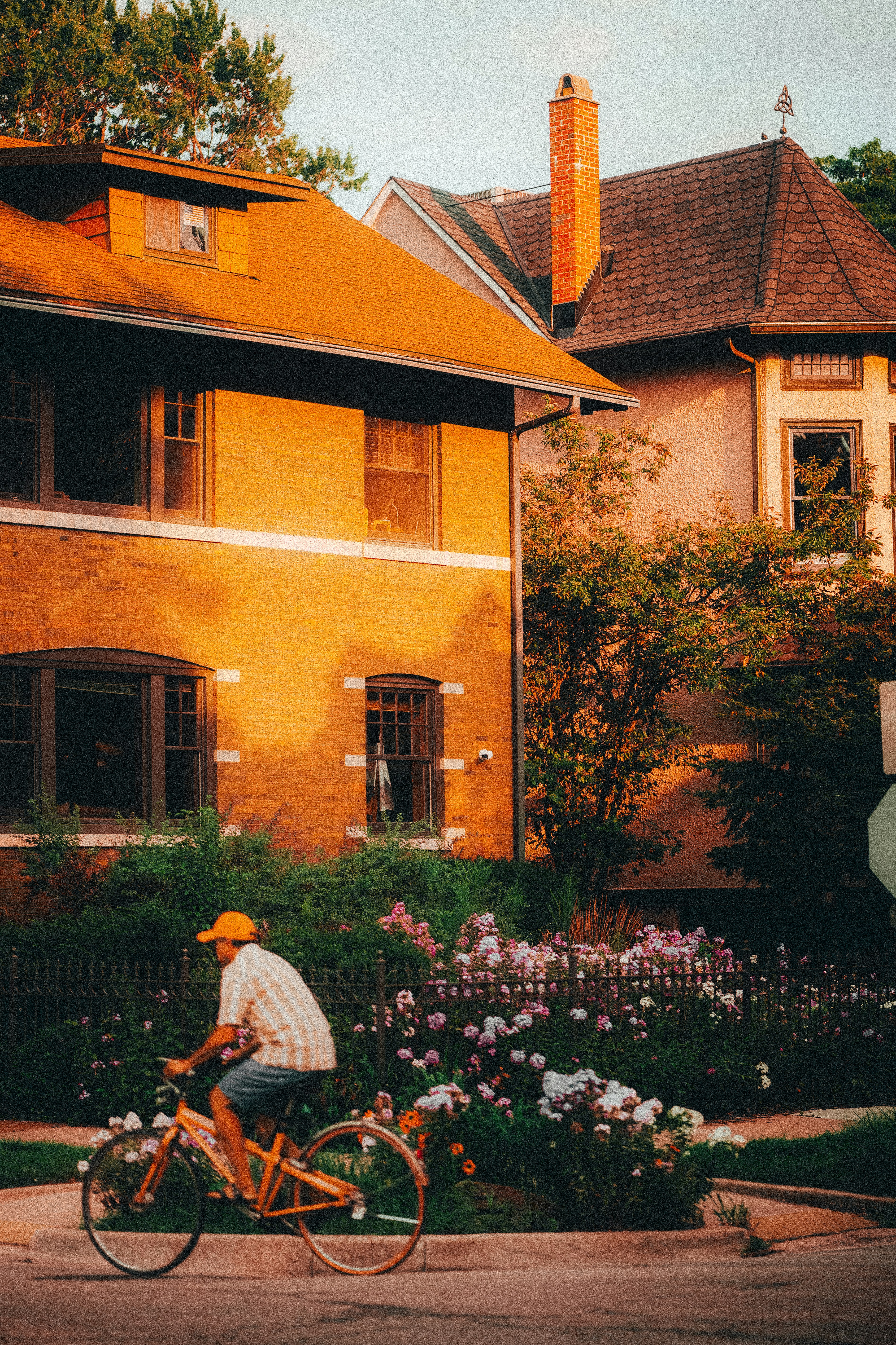 Sunlit Suburban Moment: The Rider and the Rose Garden