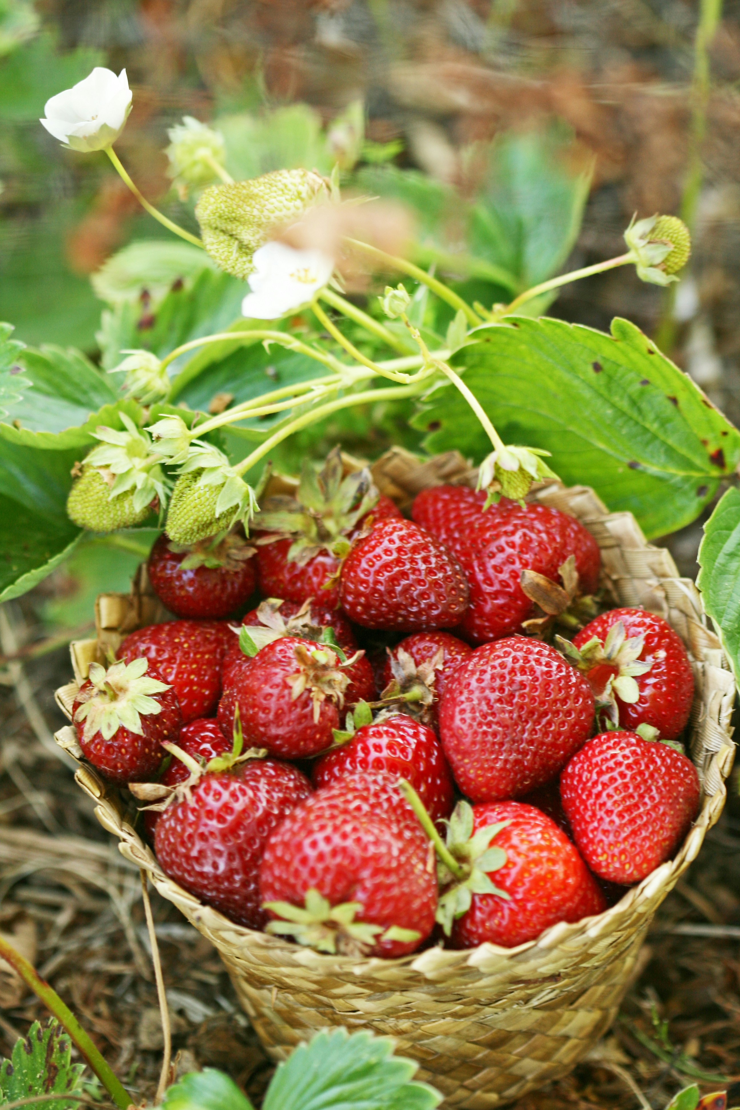 A basket full of strawberries sitting on the ground photo – Free Oregon ...