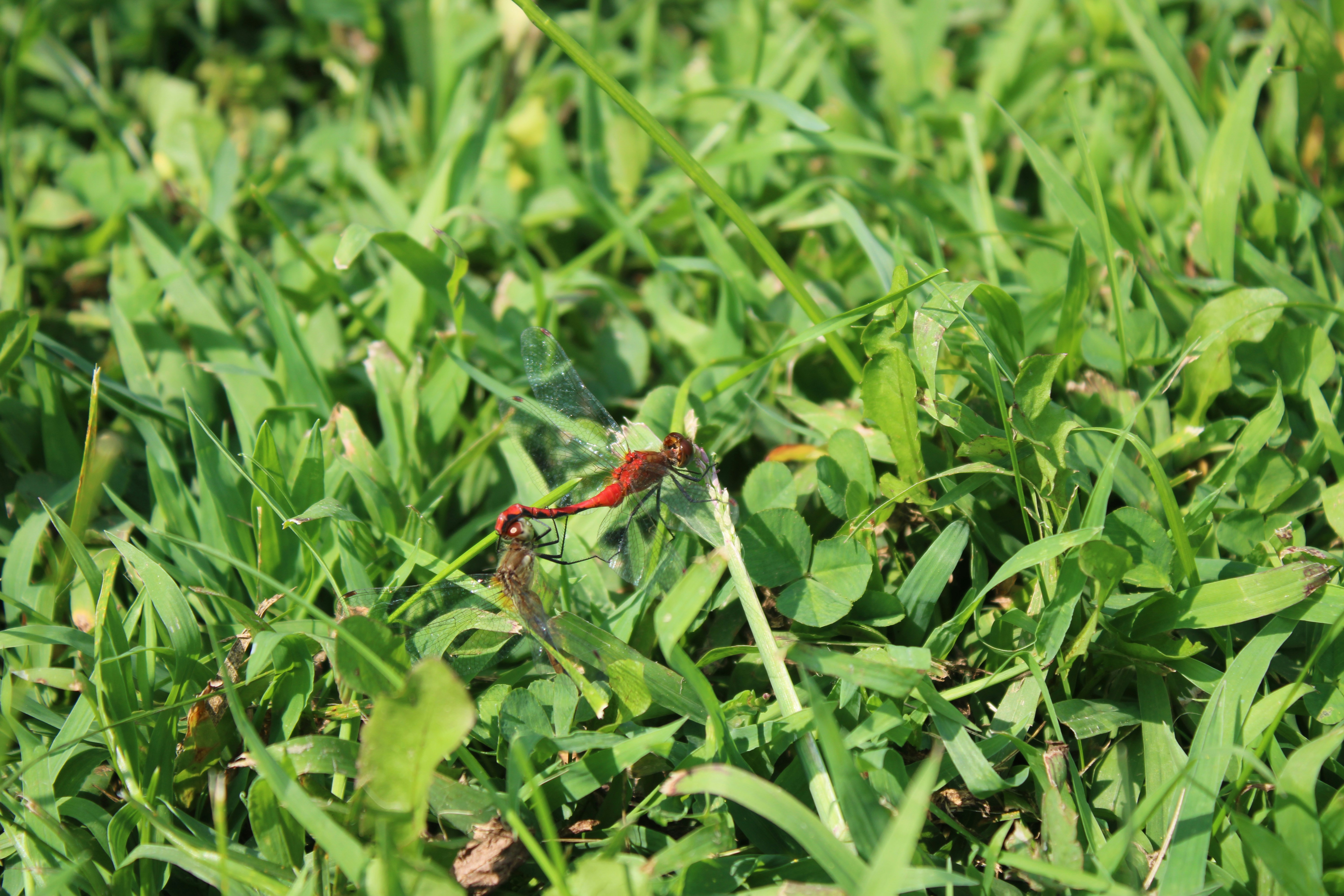 A red bug crawling in the green grass photo – Free Grass Image on Unsplash