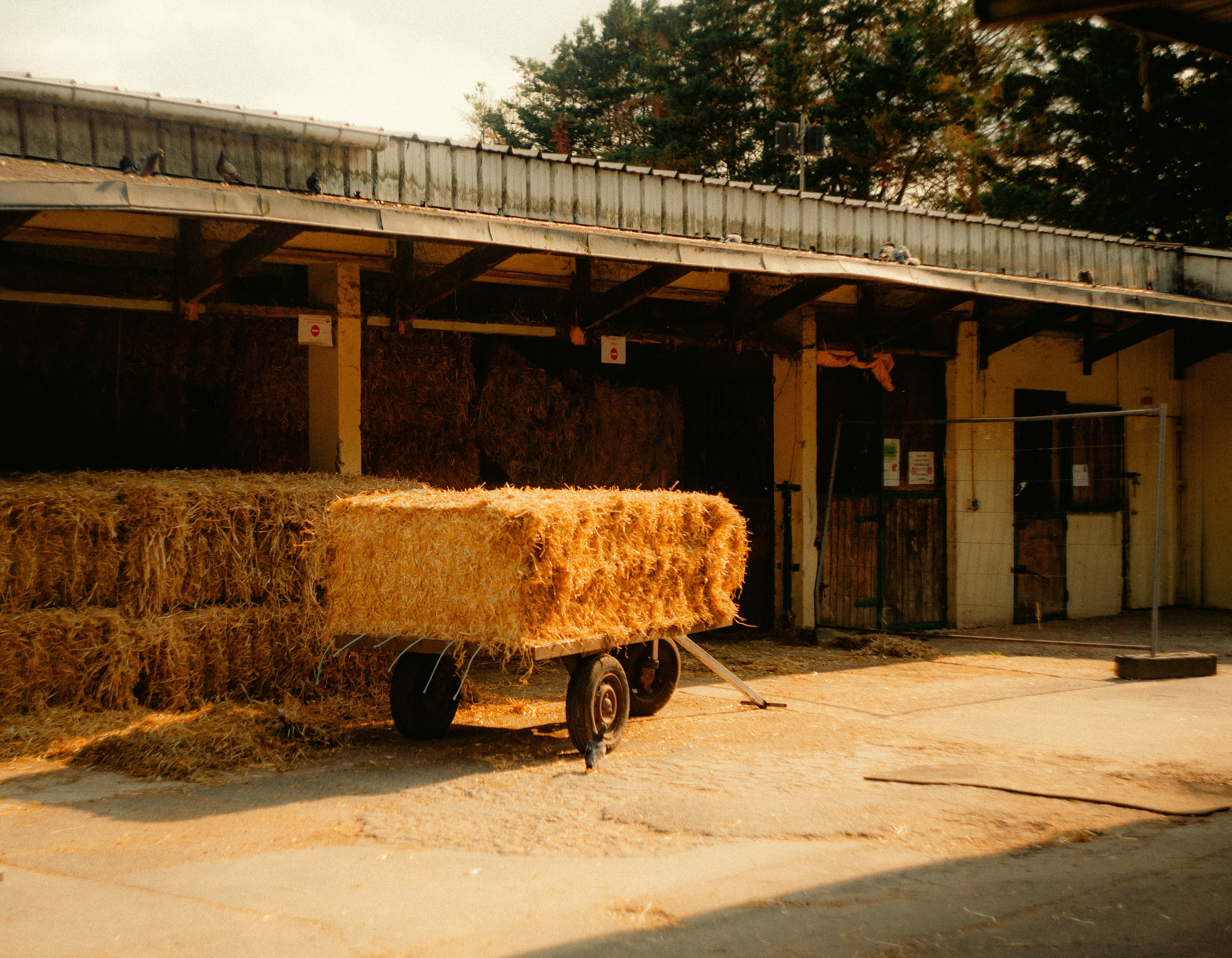 Amber Light on a Hay Wagon at the Farm's Edge