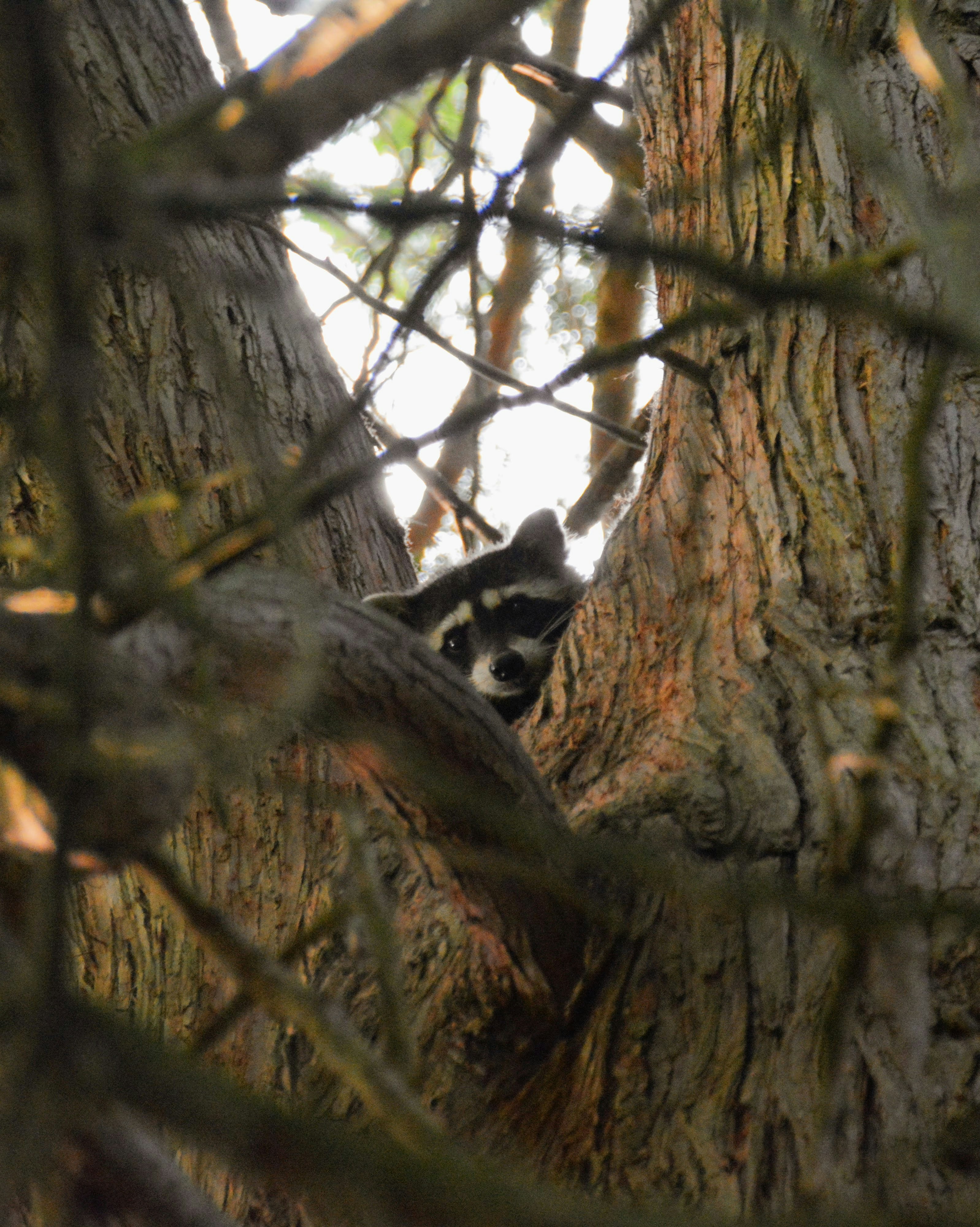 Raccoon Peering Through Pine Bark in Dappled Forest Light