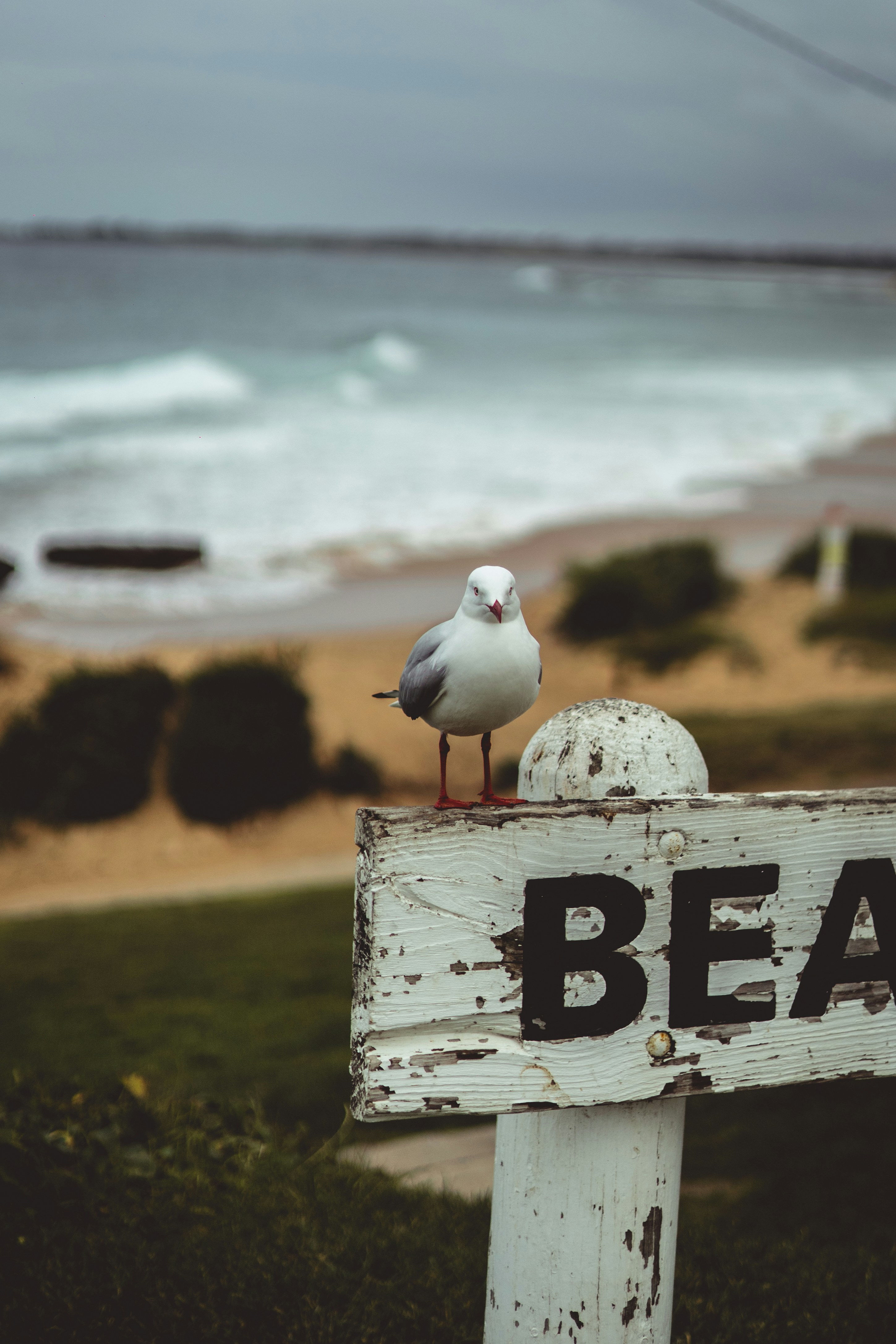 Seagull Sentinel on a Weathered Beach Sign