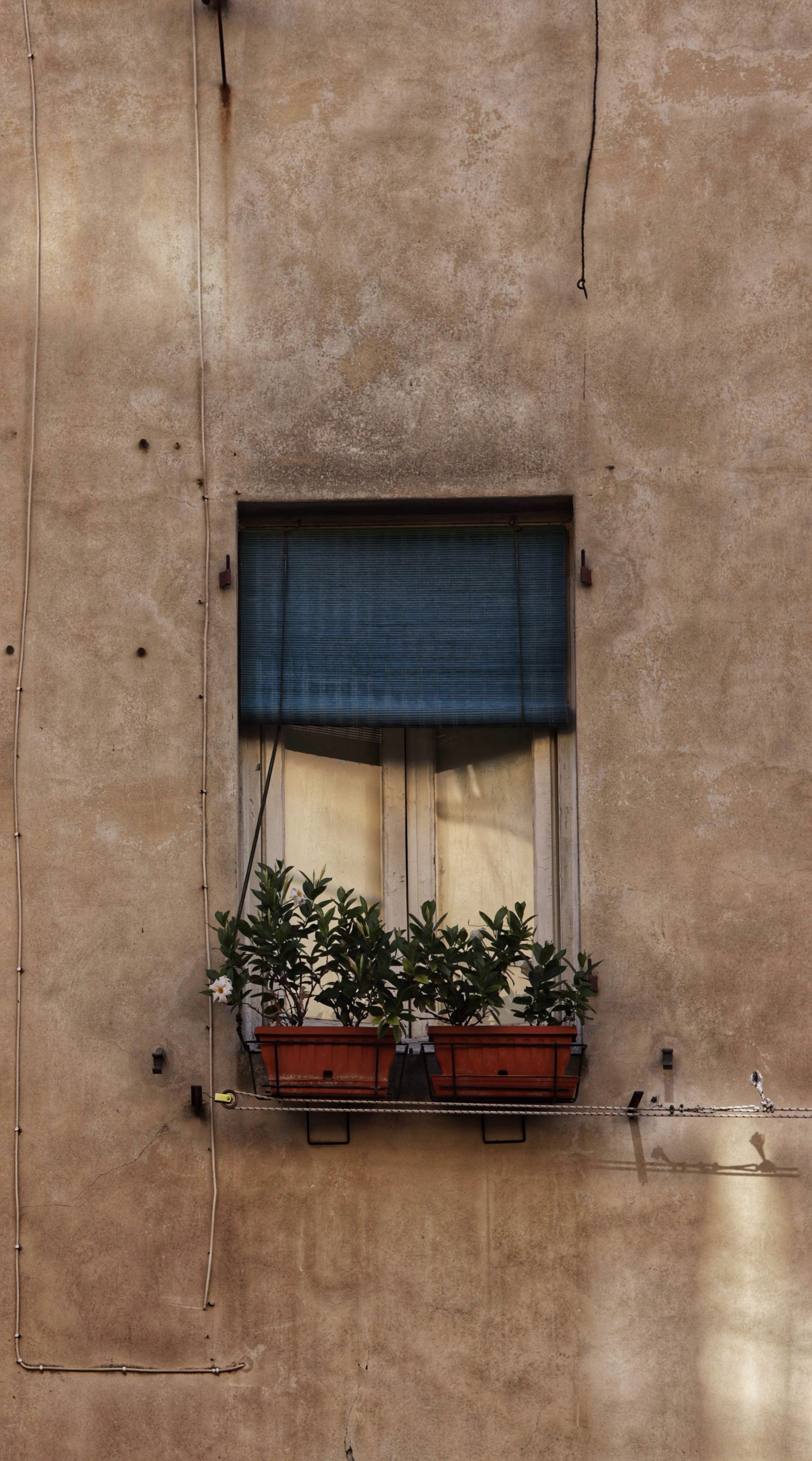 Verdant Balcony in a Weathered Facade: Greenery Against a Sunlit Concrete Wall