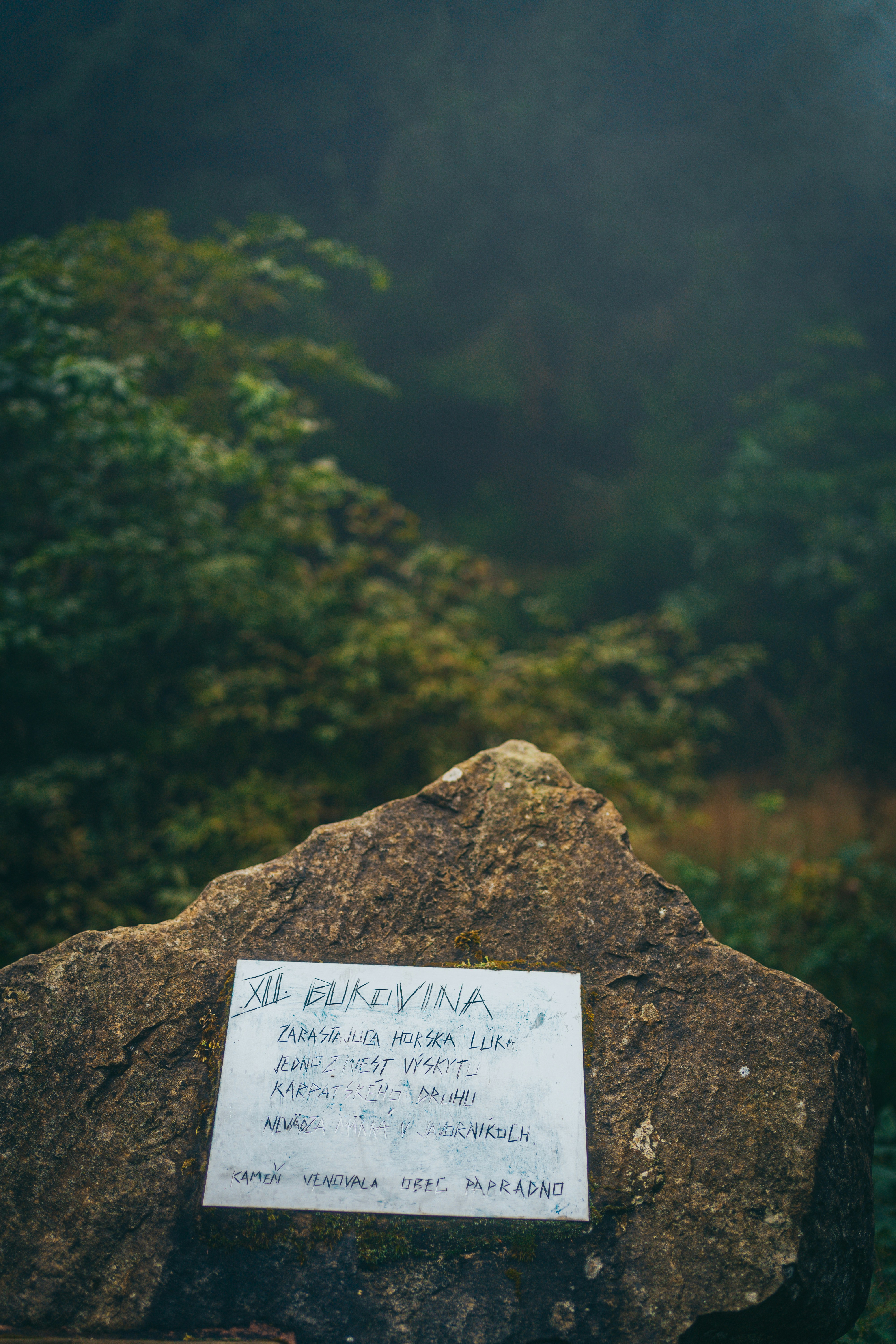 Inscribed Memory on a Weathered Stone in Quiet Woods