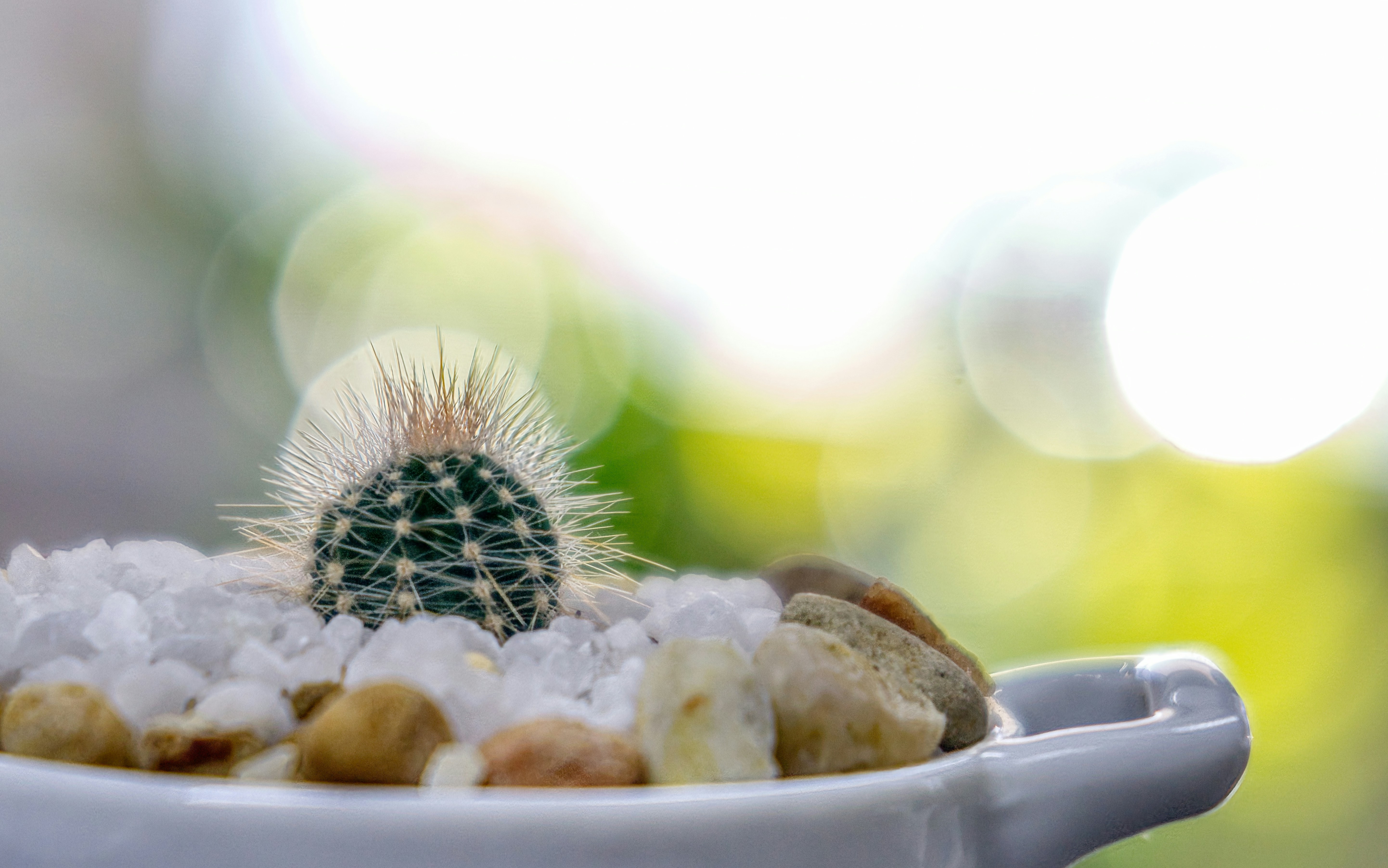 Tiny Cactus, Big Morning Glow