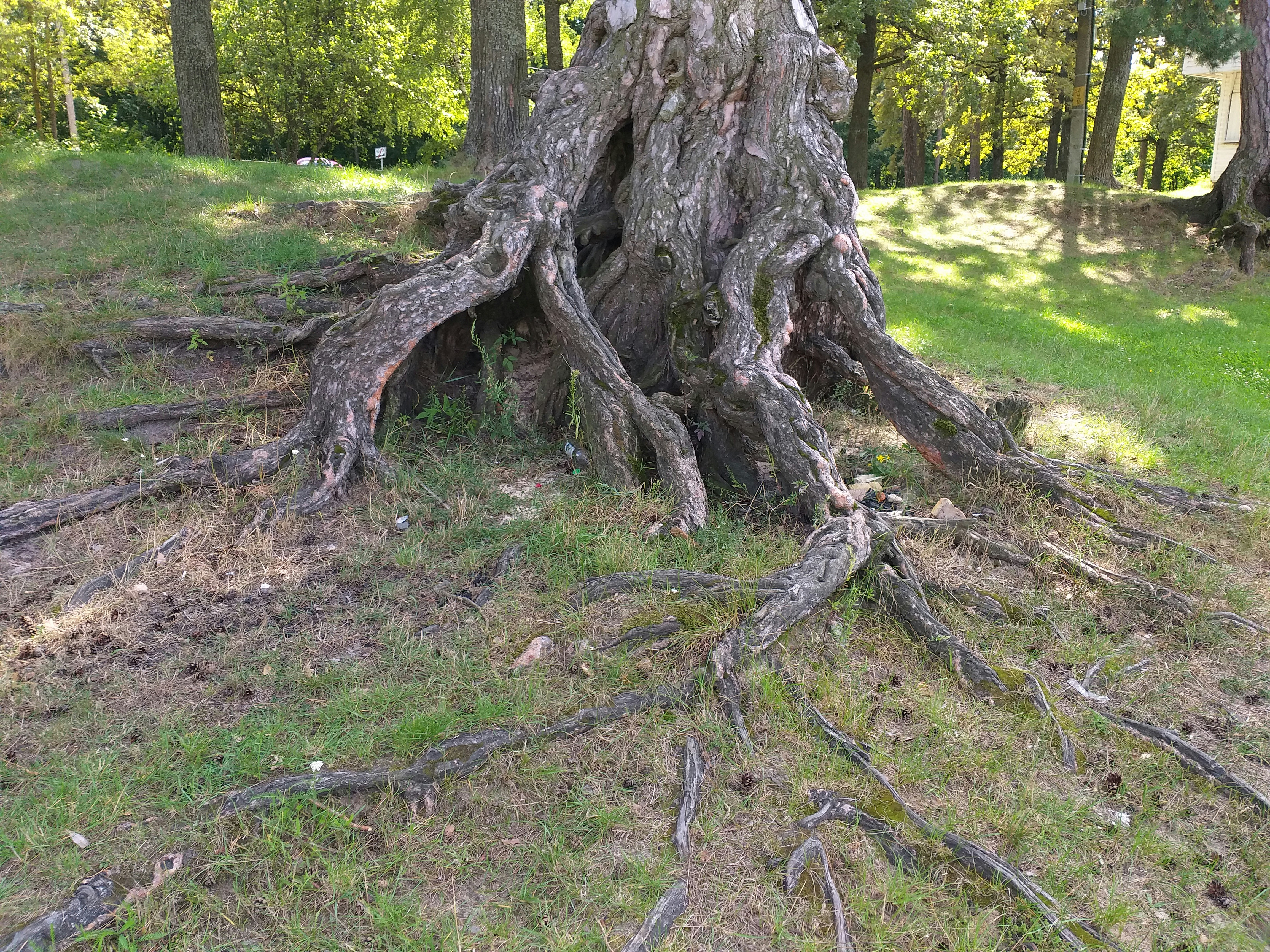 Gnarled Convergence: A colossal root mass embracing the park floor