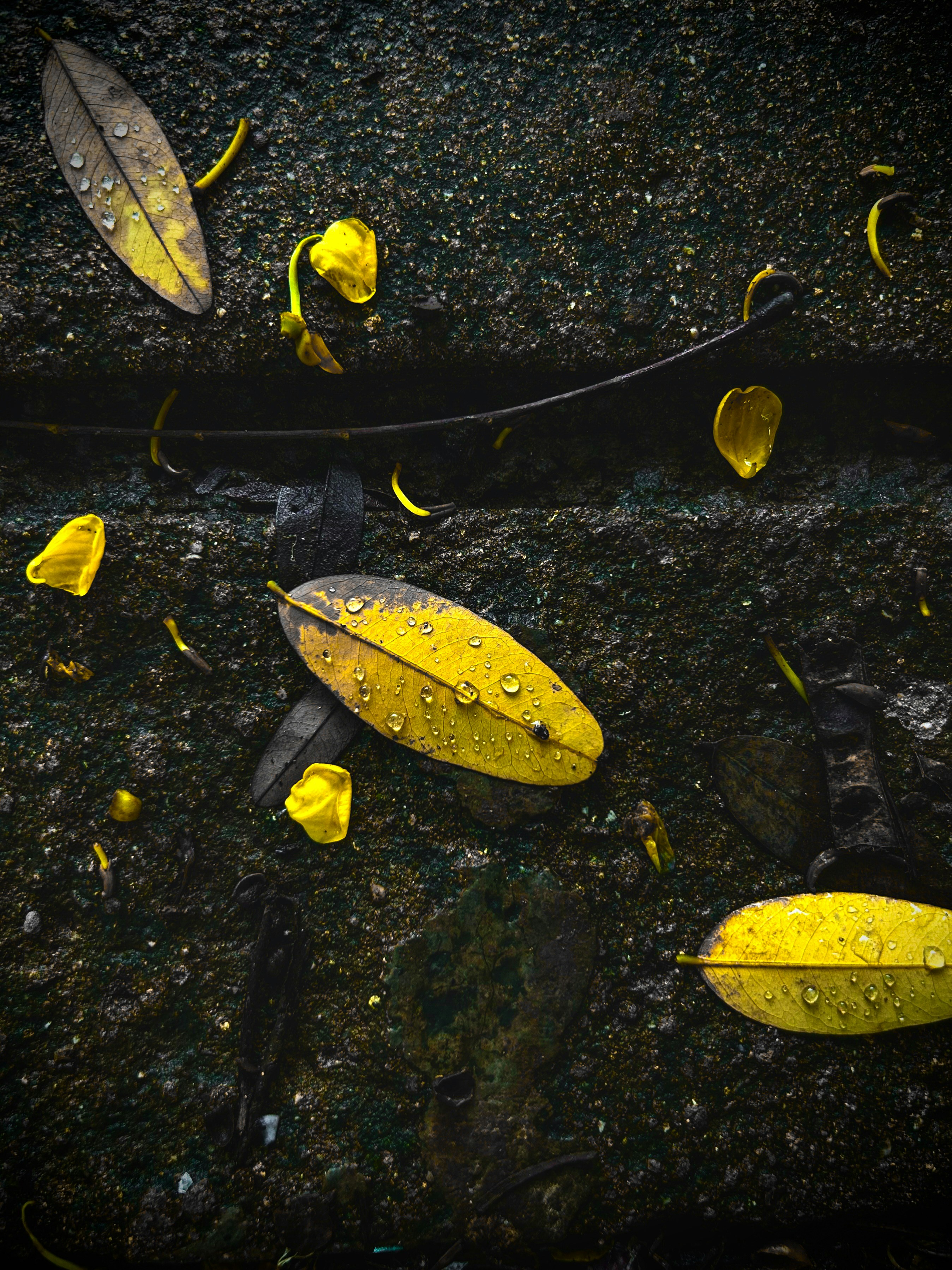 Glimmering Leaf on a Wet Concrete: Autumn's Quiet Contrast
