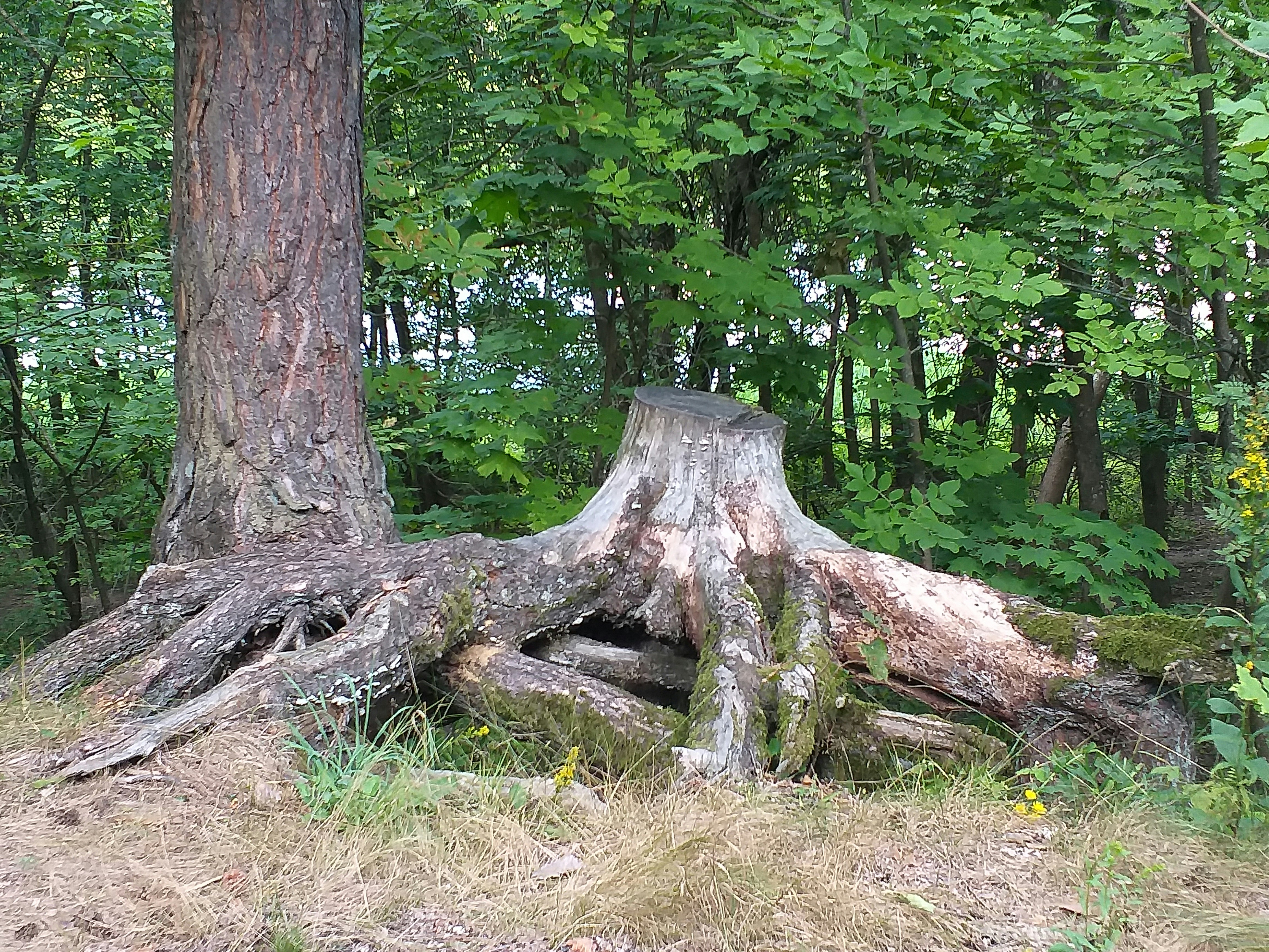 A large tree stump sitting in the middle of a forest photo – Free Чёнки ...