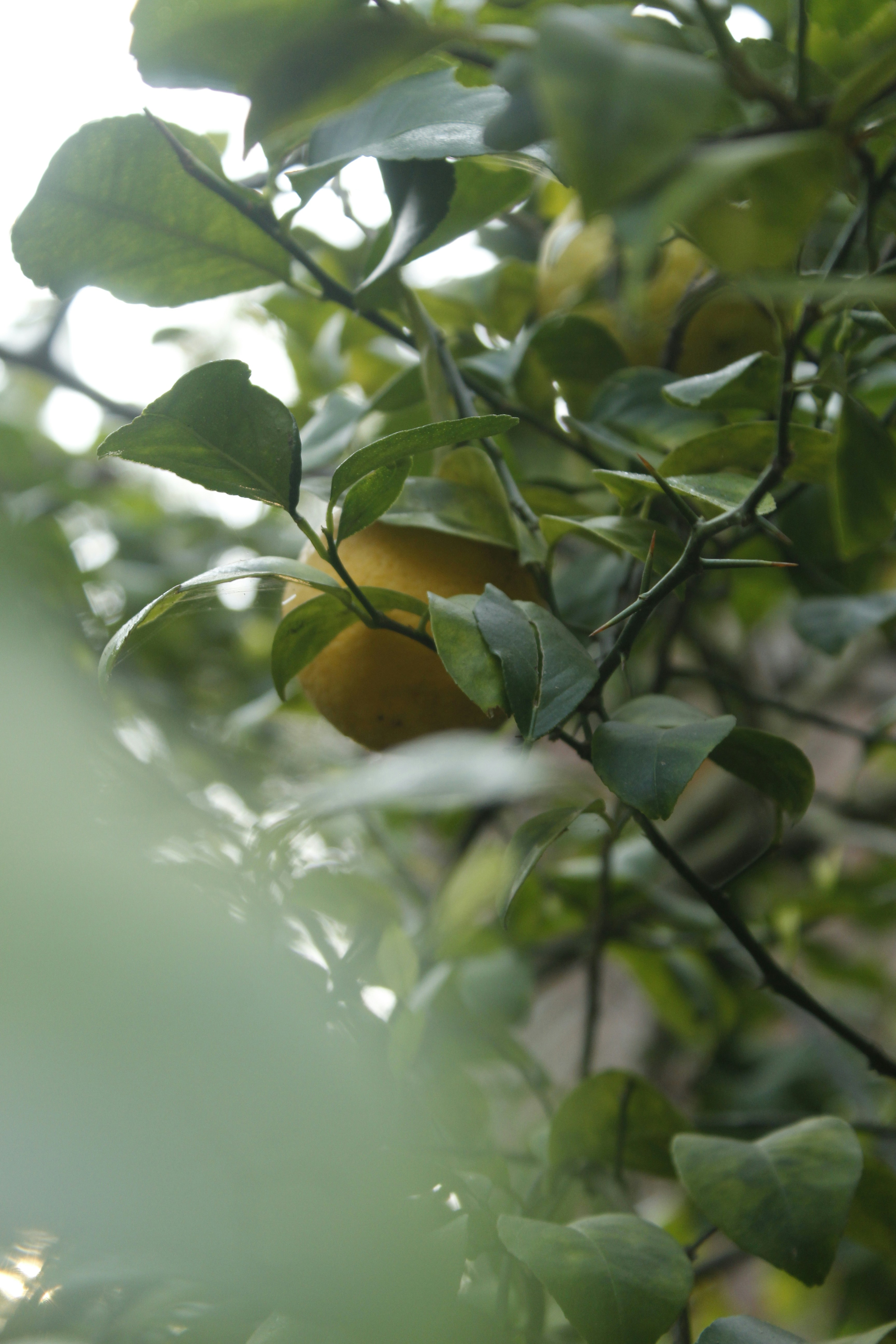 A lemon tree with green leaves and yellow fruit photo – Free Citrus ...