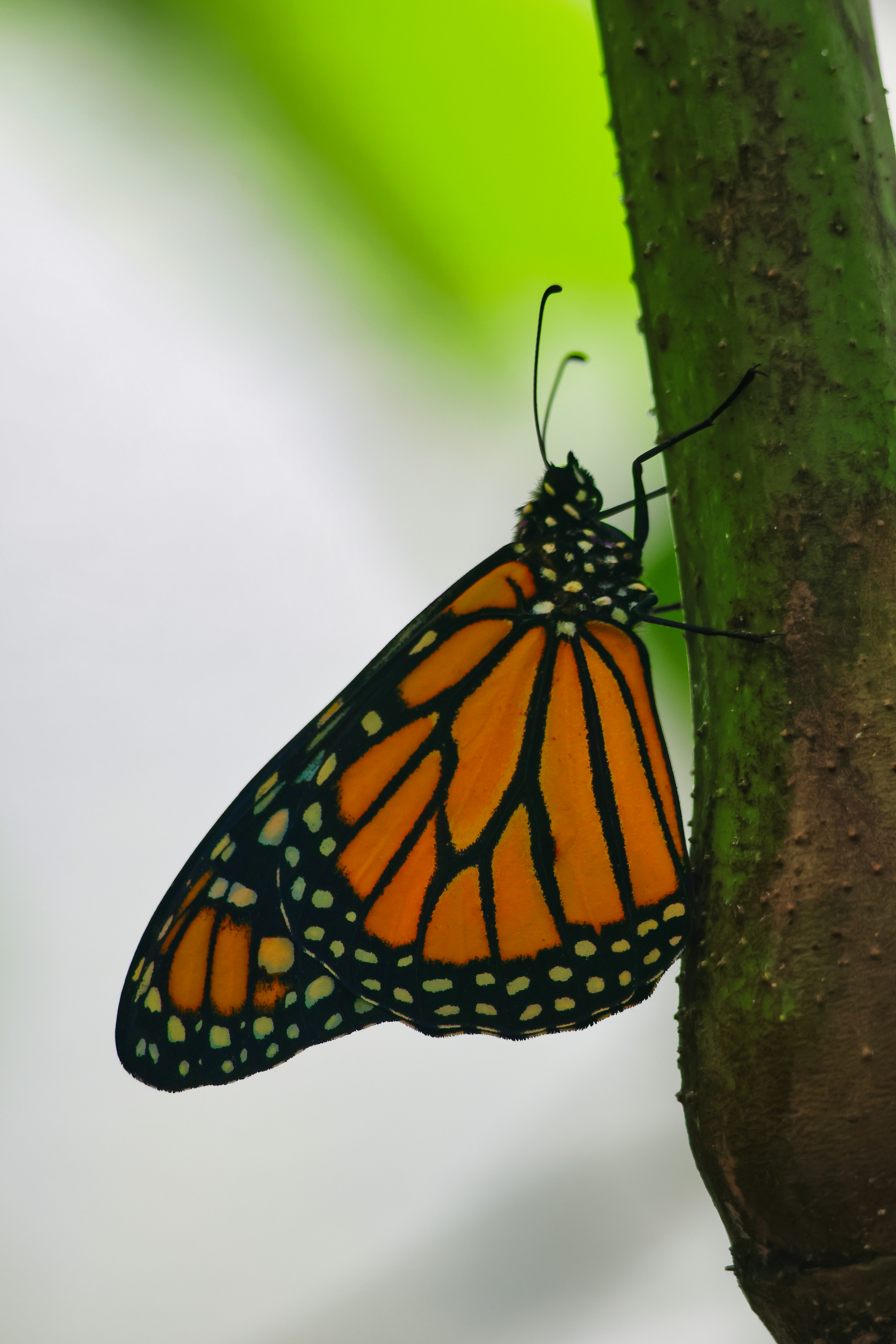 Monarch on Mossy Bark: Vivid Orange Veins on Quiet Green