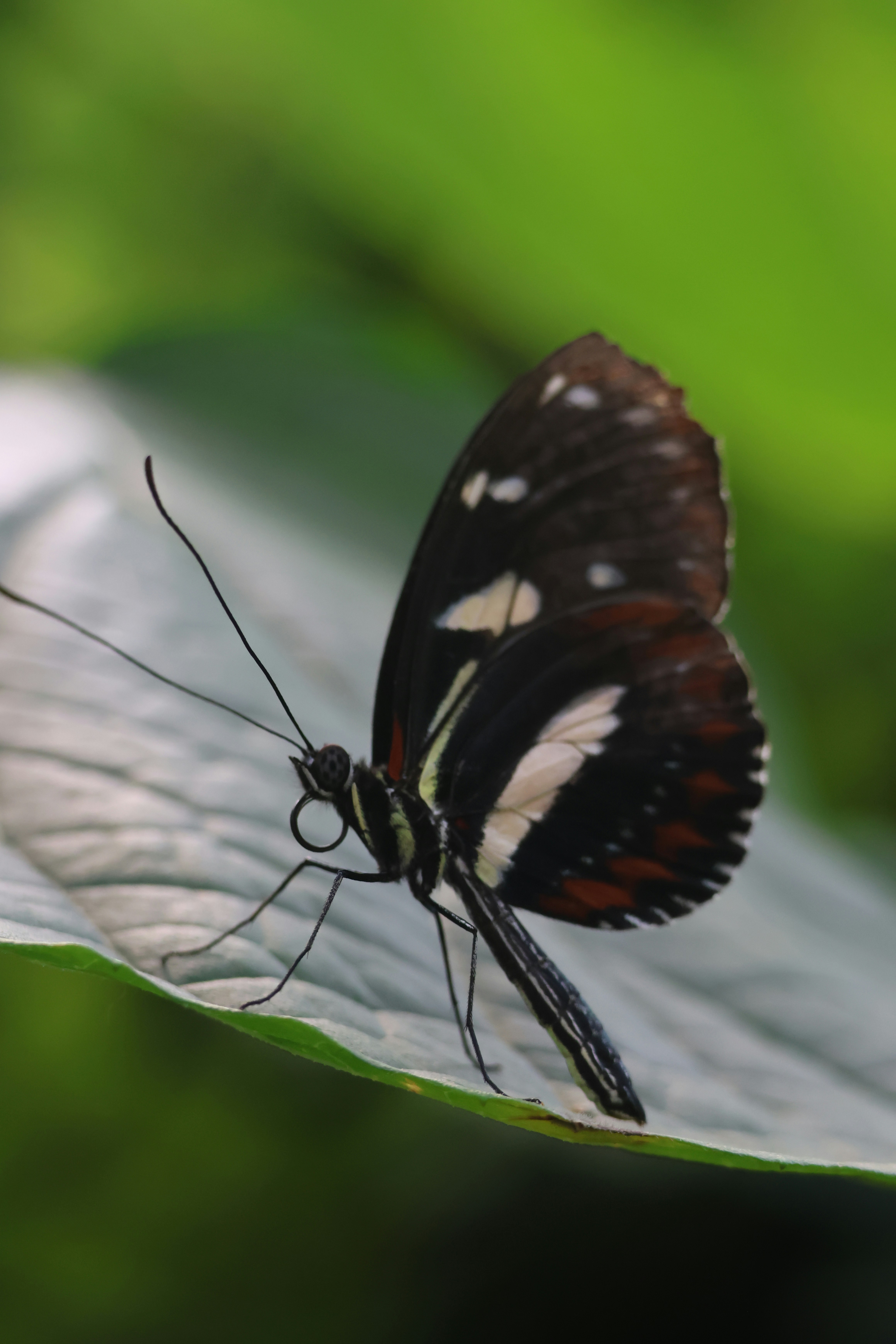 A close up of a butterfly on a leaf photo – Free Falter Image on Unsplash