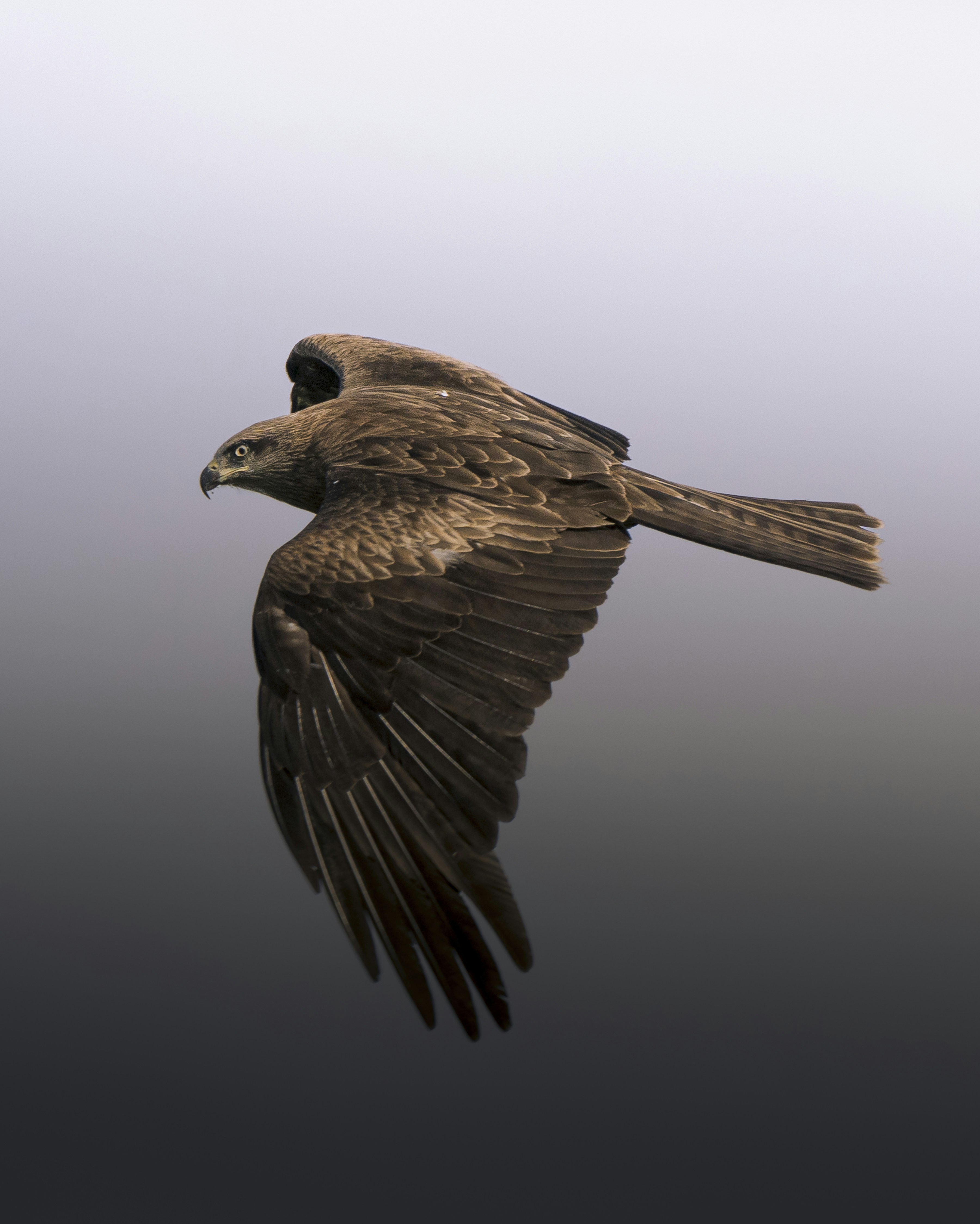 The estimated number of breeding pairs of black kites in the whole of Sweden is only 15. How lucky I am to get regular visits from one of these pretty birds.