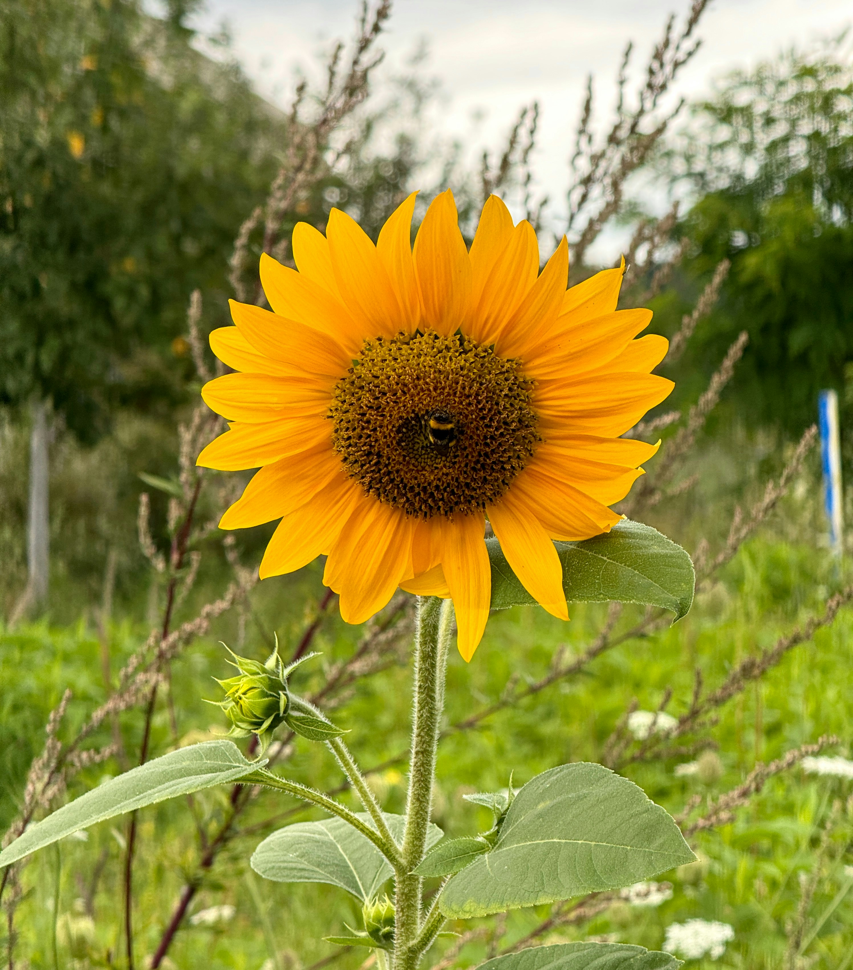 Gold Crown in a Sea of Green: A Sunflower in Crisp Daylight