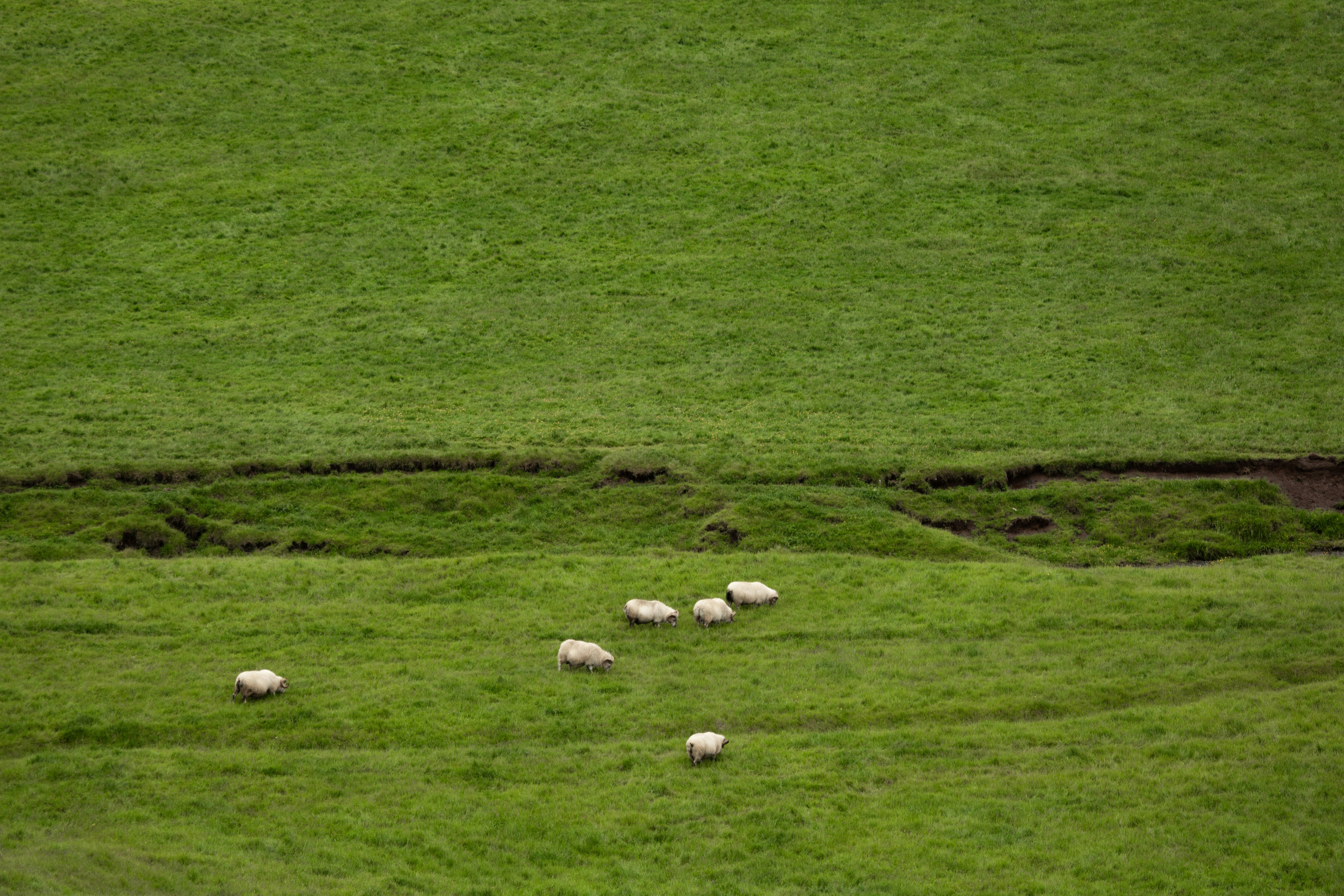 Pastoral Harmony: Grazing SerenityLouise Pilgaard