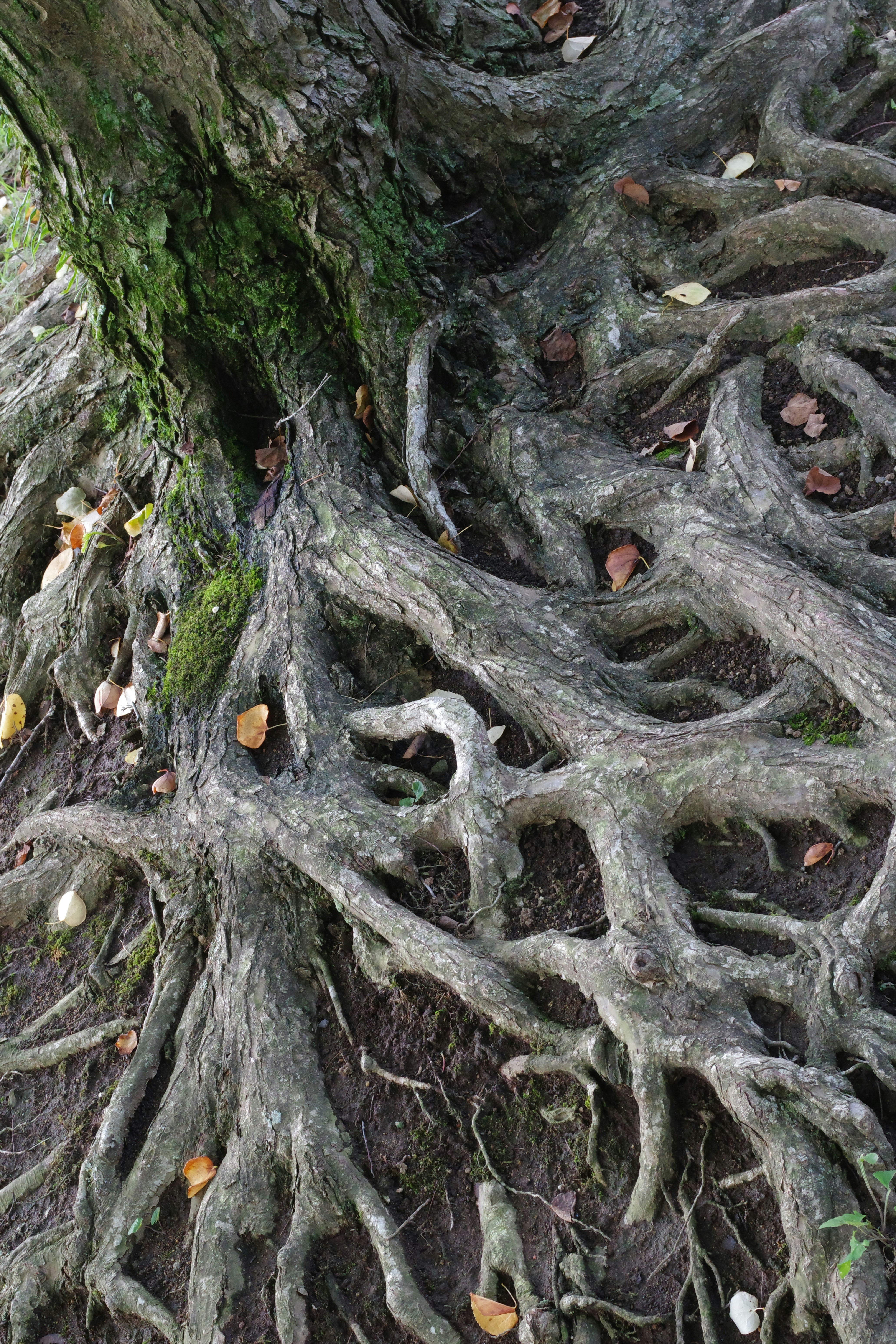 Beautiful green and flower garden、新緑と美しい花が織りなす絶景 A superb view of fresh greenery and beautiful flowers、Give a bouquet of flowers 花束贈るA superb view of Japan's beautiful village and flowersNaoki Suzuki