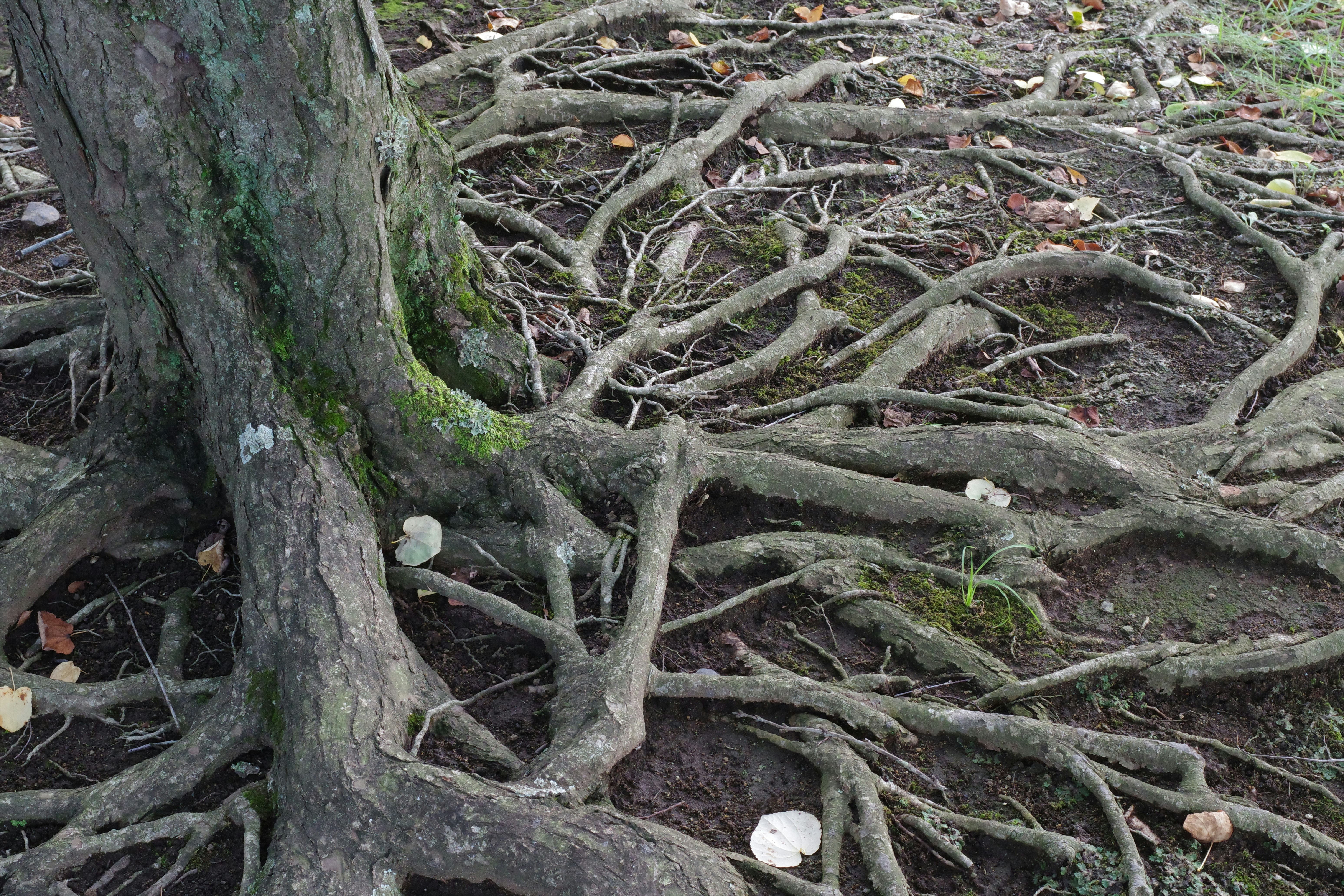 A bunch of tree roots that are growing on the ground photo – Free Tree ...
