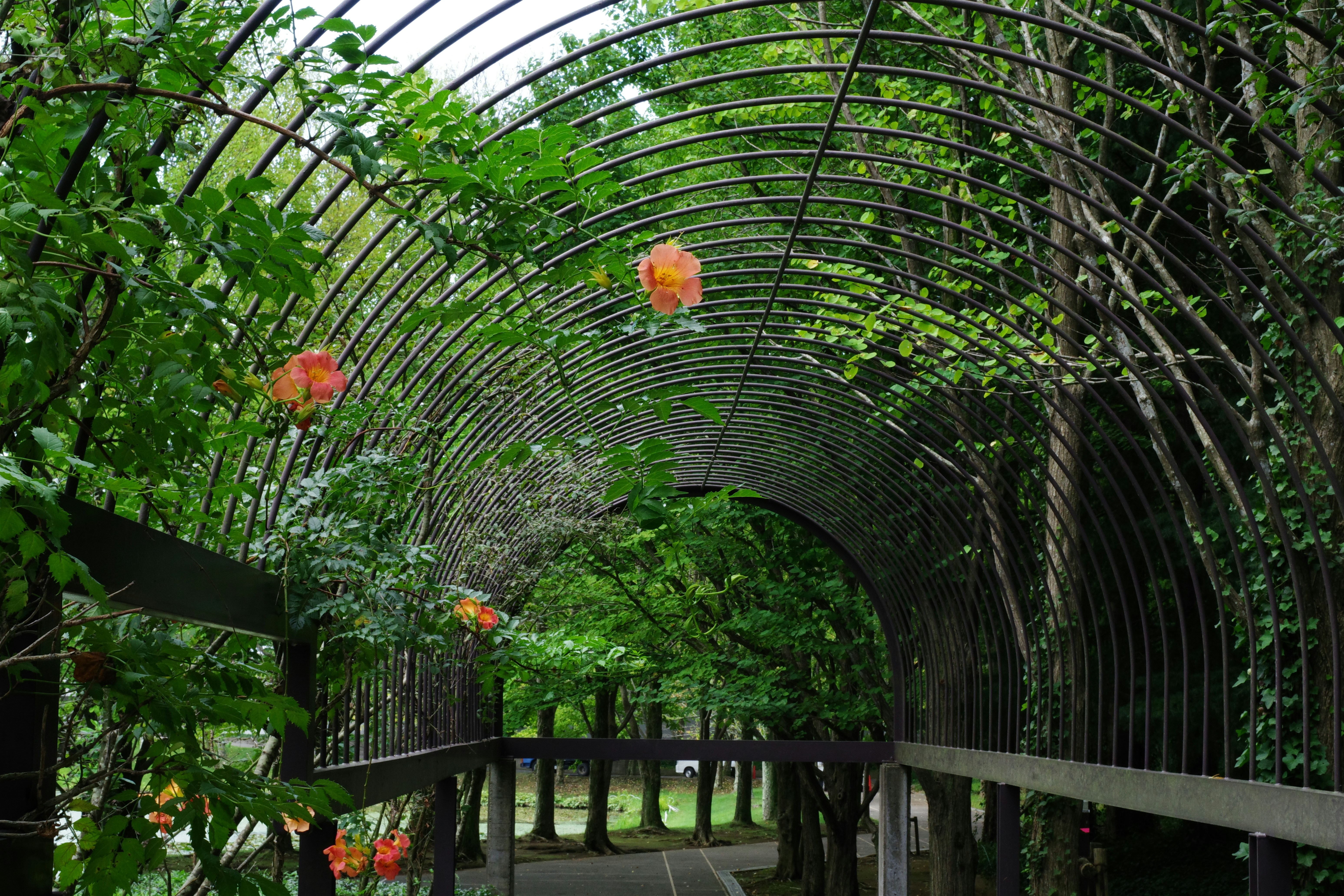薔薇Rose Beautiful green and flower garden Beautiful and pretty flowers、新緑と美しい花が織りなす絶景 A superb view of fresh greenery and beautiful flowers