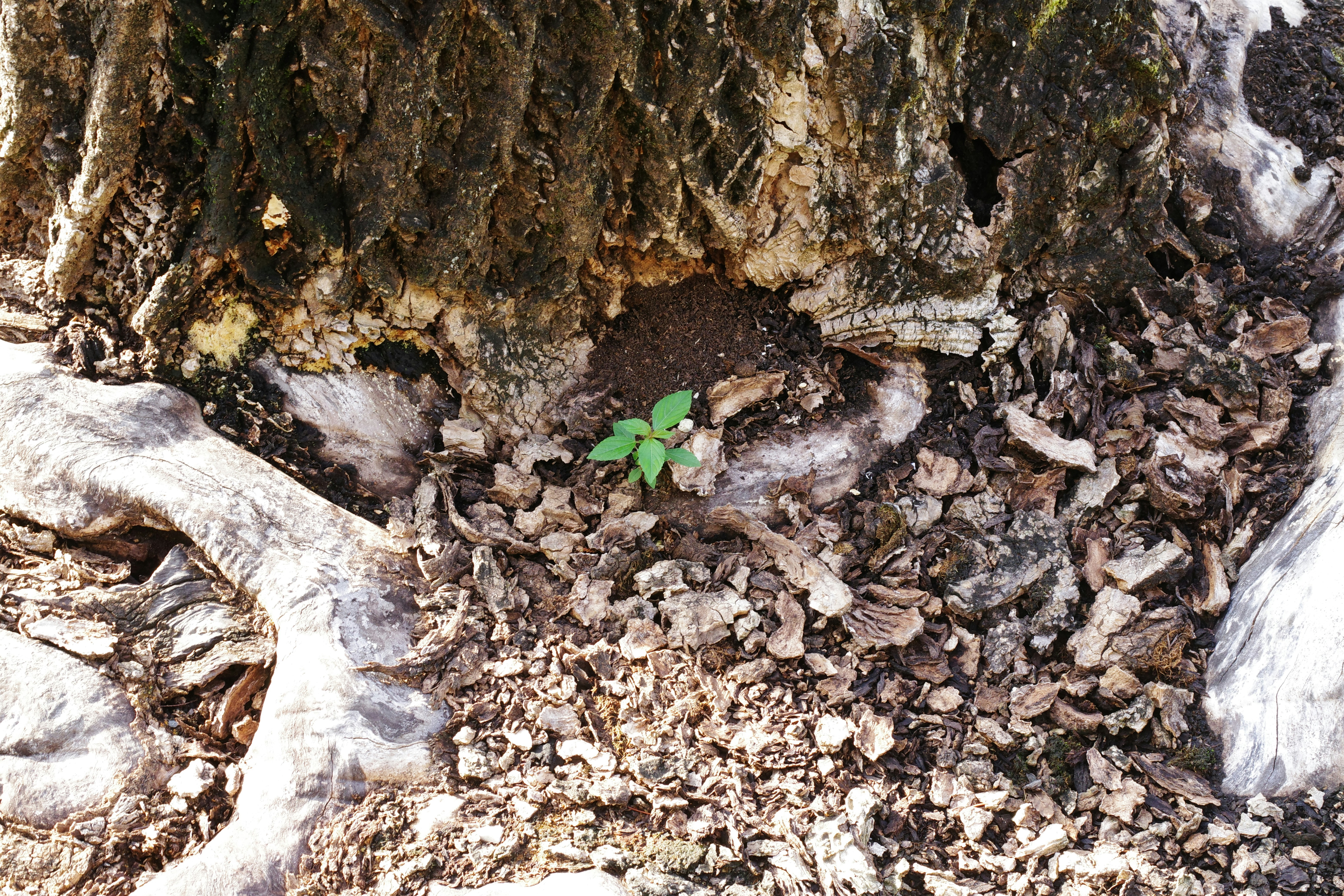 Emergence at the Root's Edge: a lone seedling in cracked soil