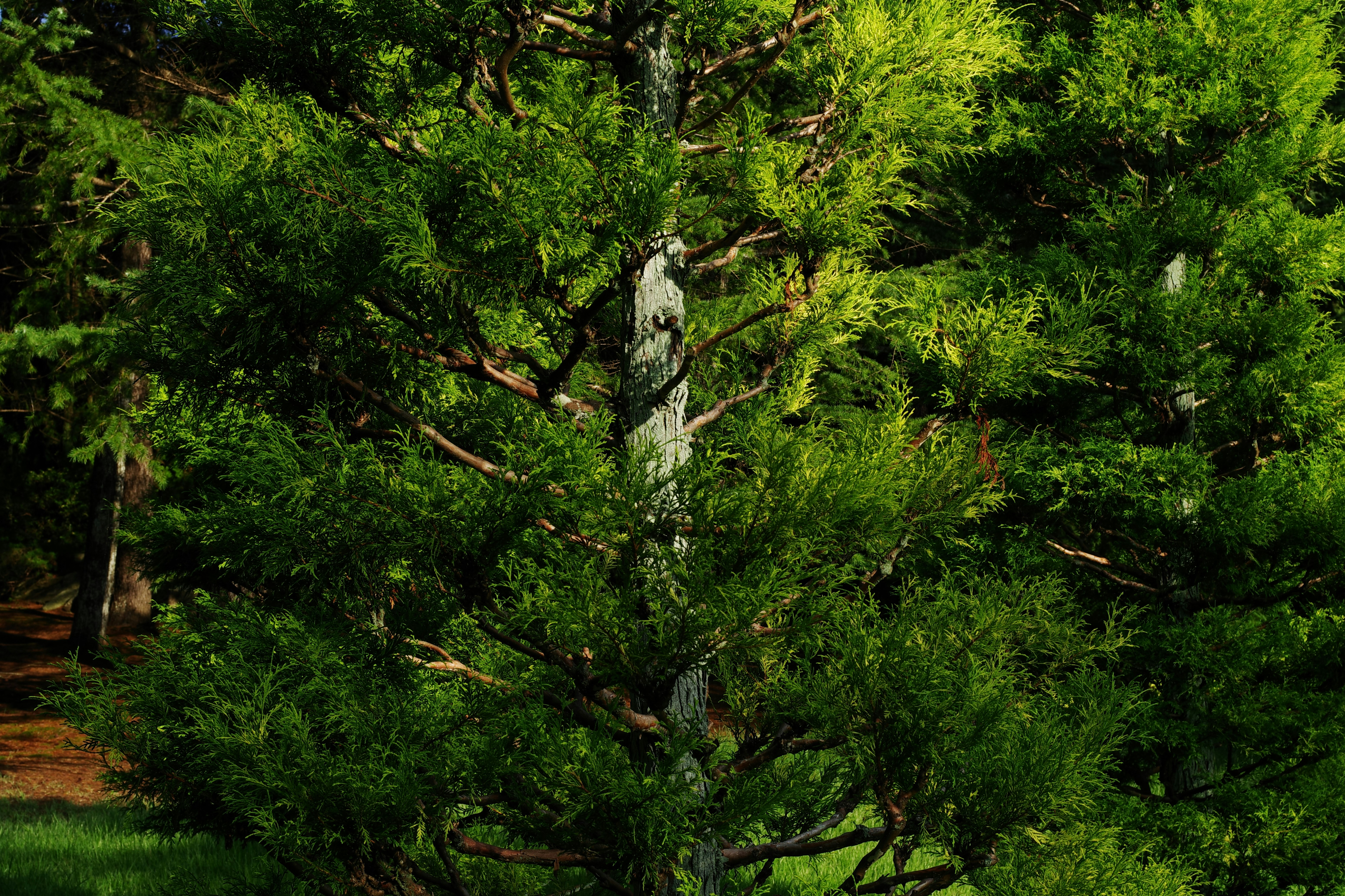 White-Barked Sentinel Amid Dense Green Pine Foliage