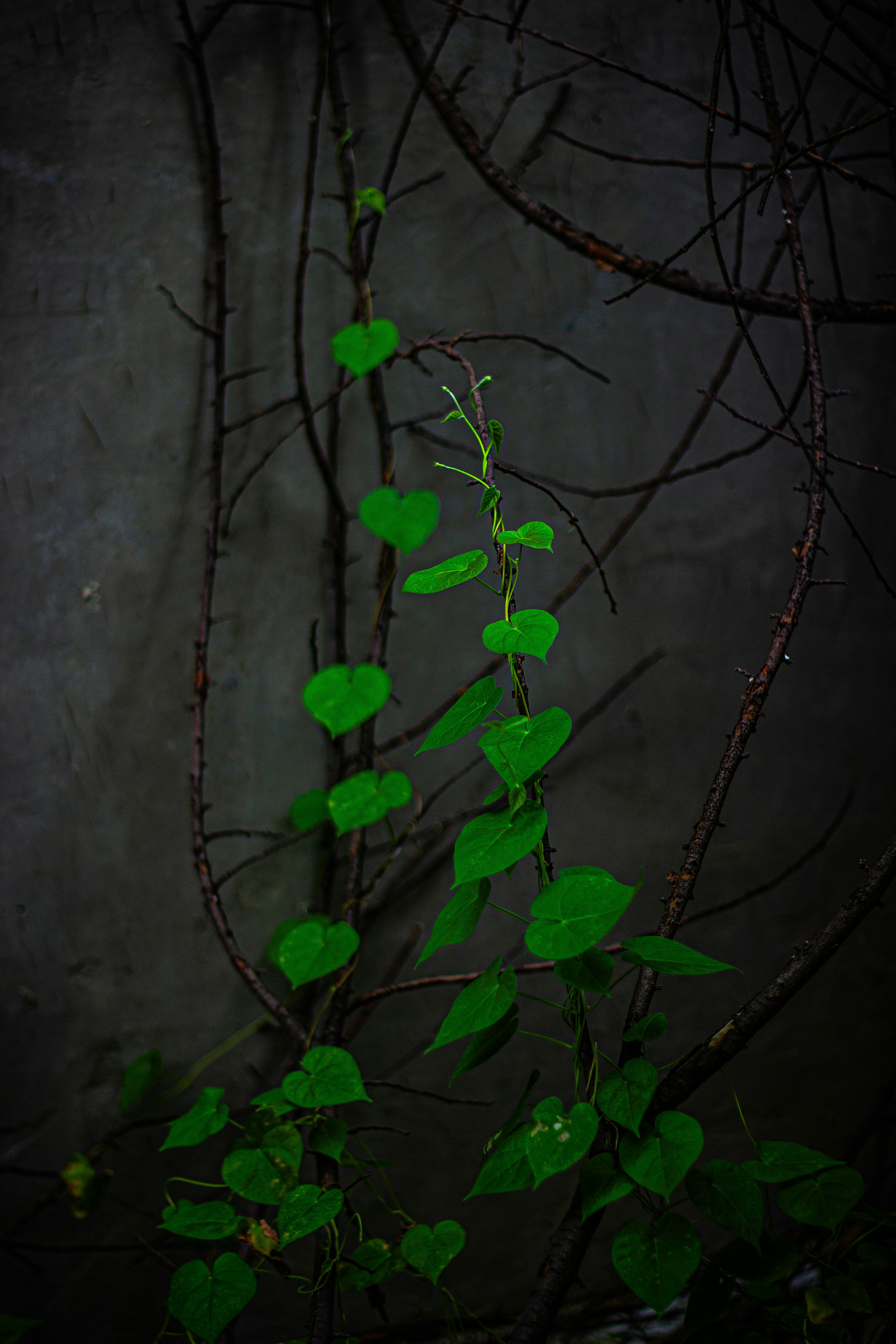 Loyal Pictures | Download Free Images on Unsplash