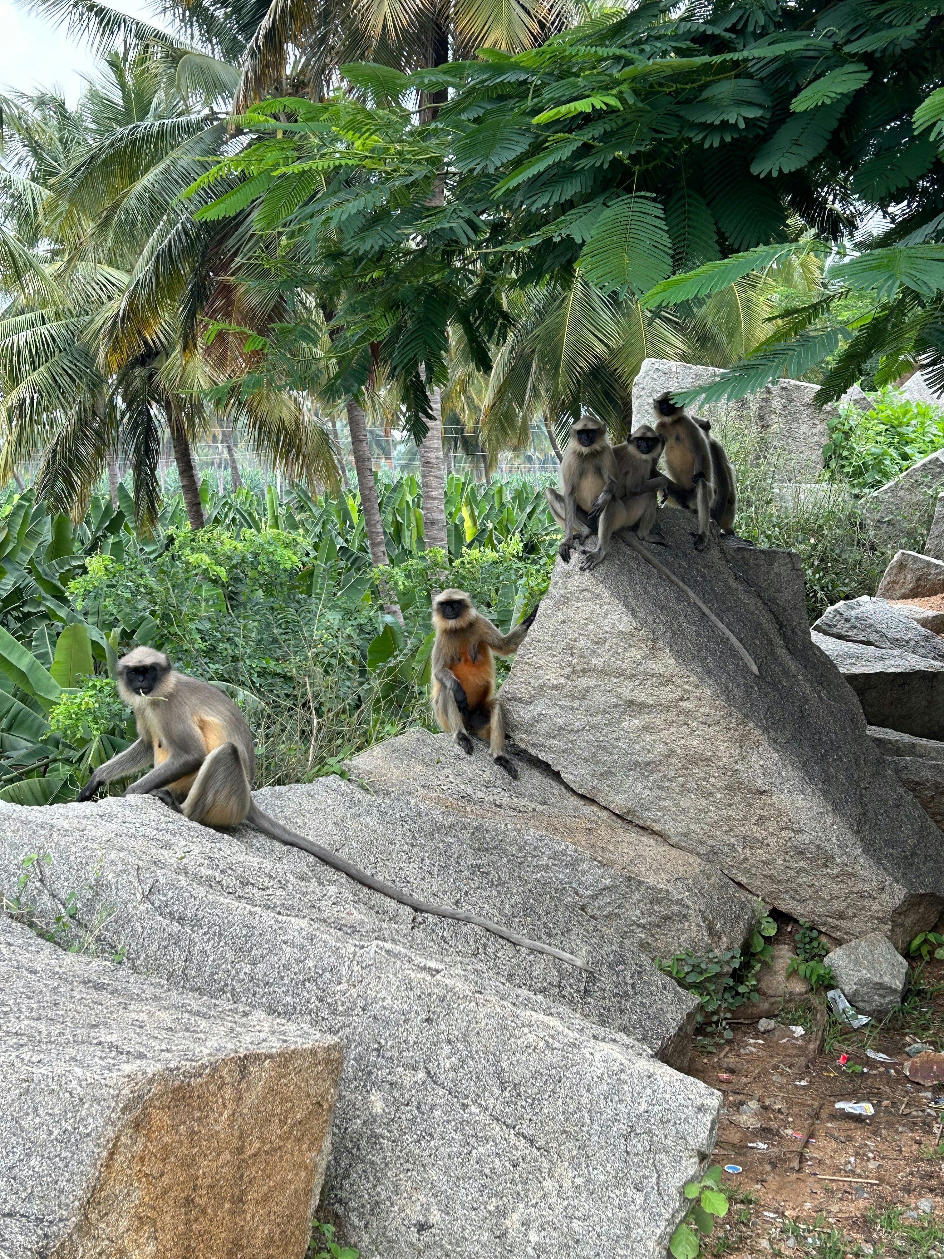 Granite Throne: A Macaque Troop Surveying a Palm-Shaded Rock