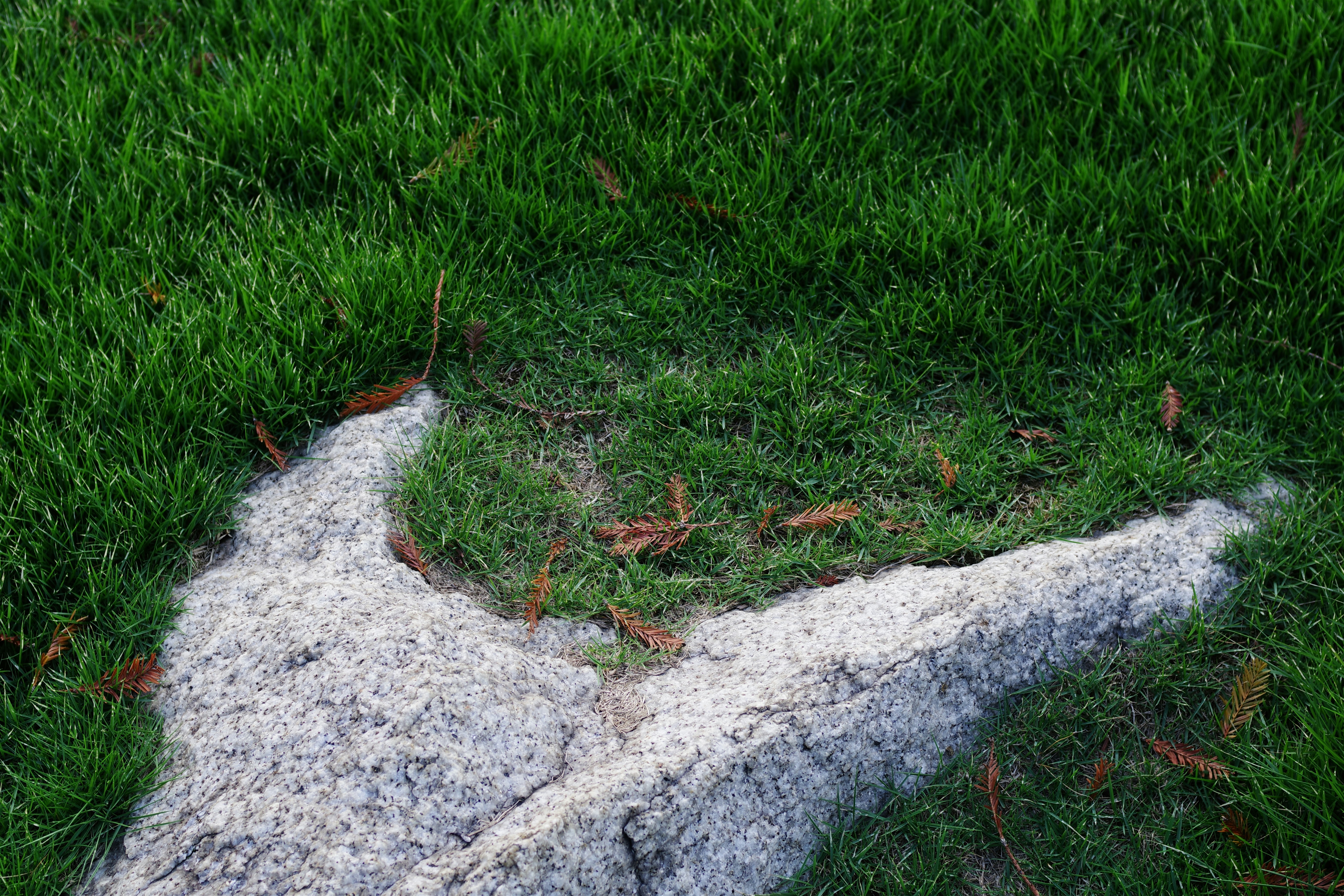Weathered concrete path carving through carpet of green lawn