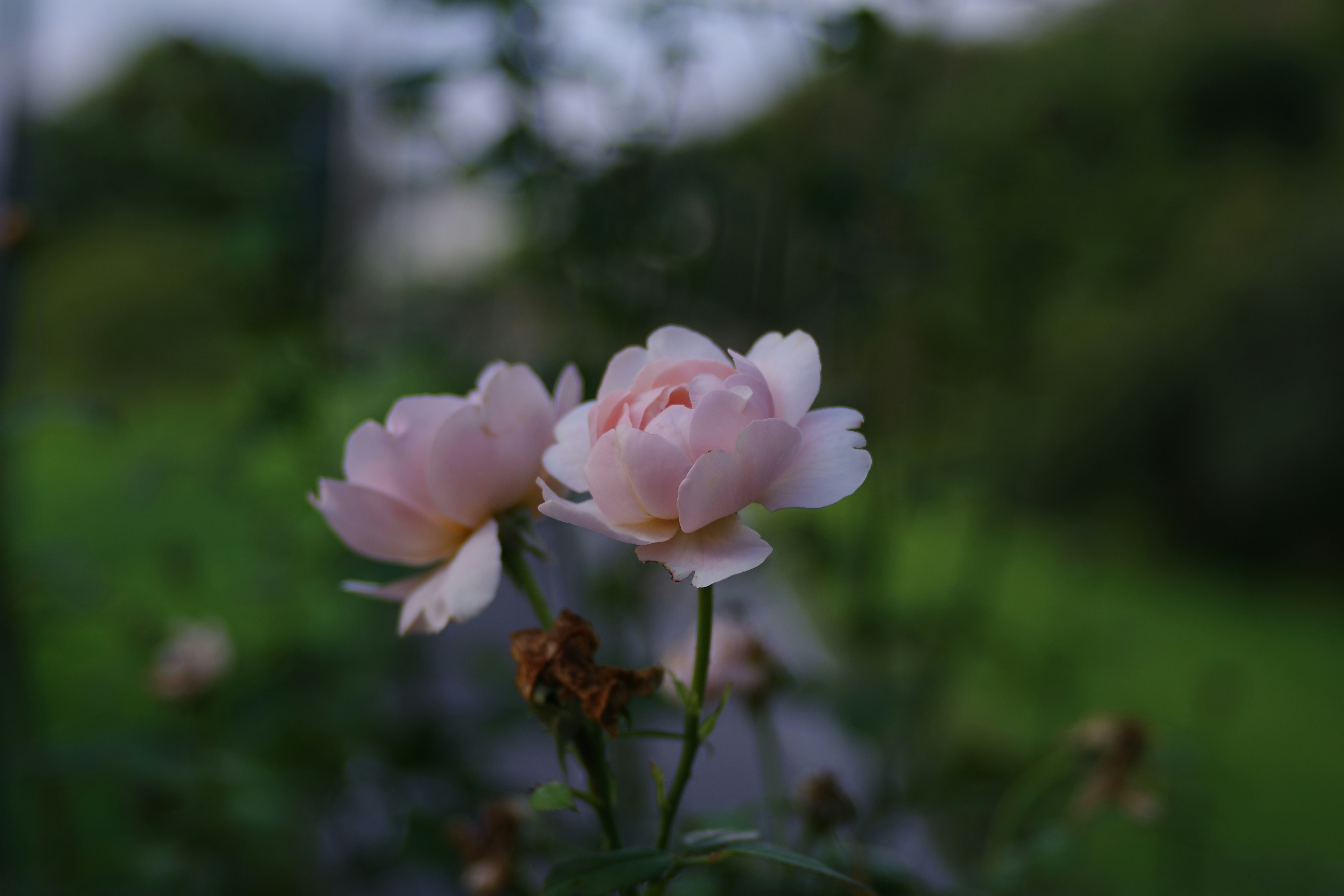 薔薇Rose Beautiful green and flower garden Beautiful and pretty flowers、新緑と美しい花が織りなす絶景 A superb view of fresh greenery and beautiful flowers
