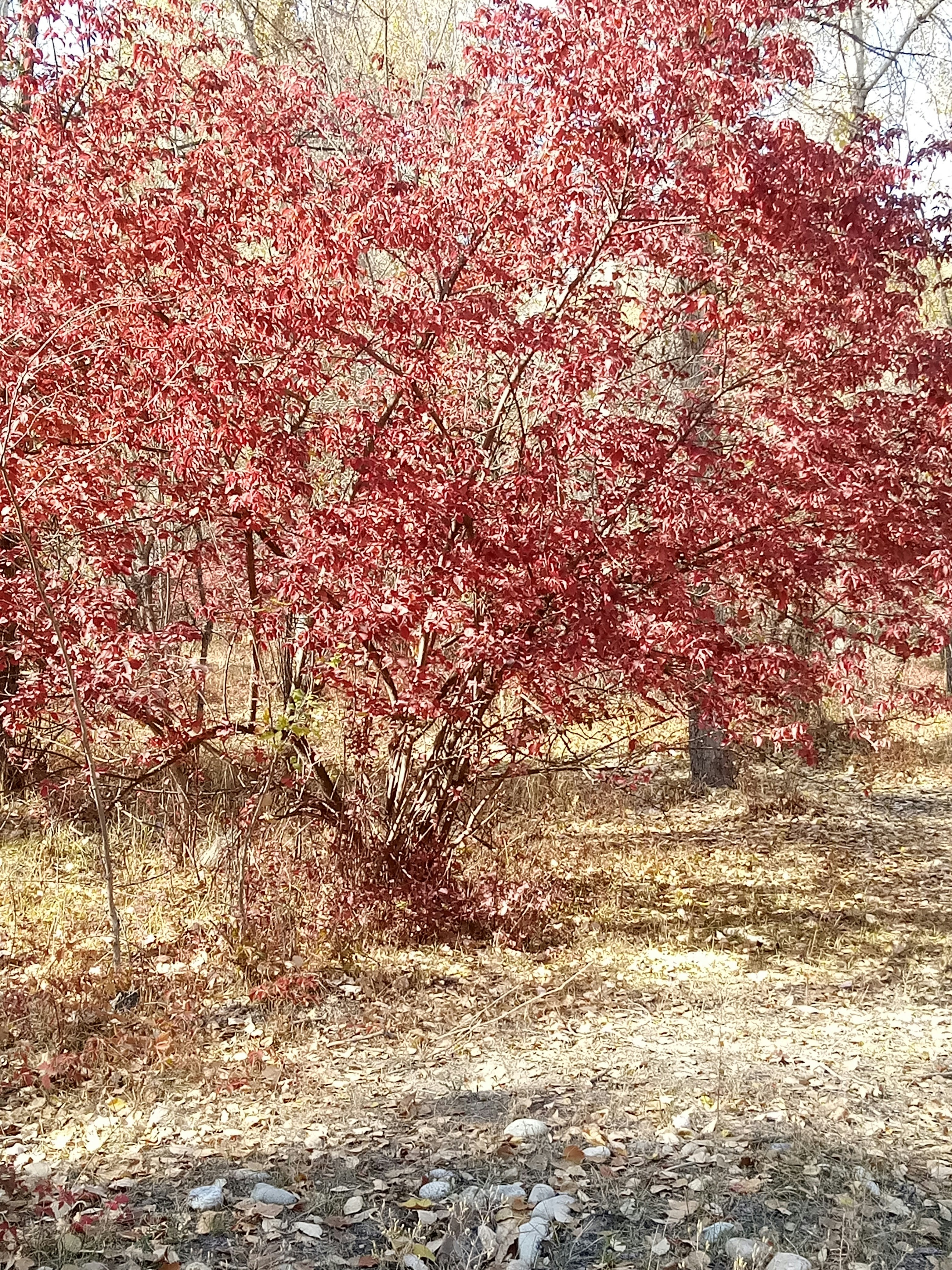 Crimson Orchard in Spring Glow