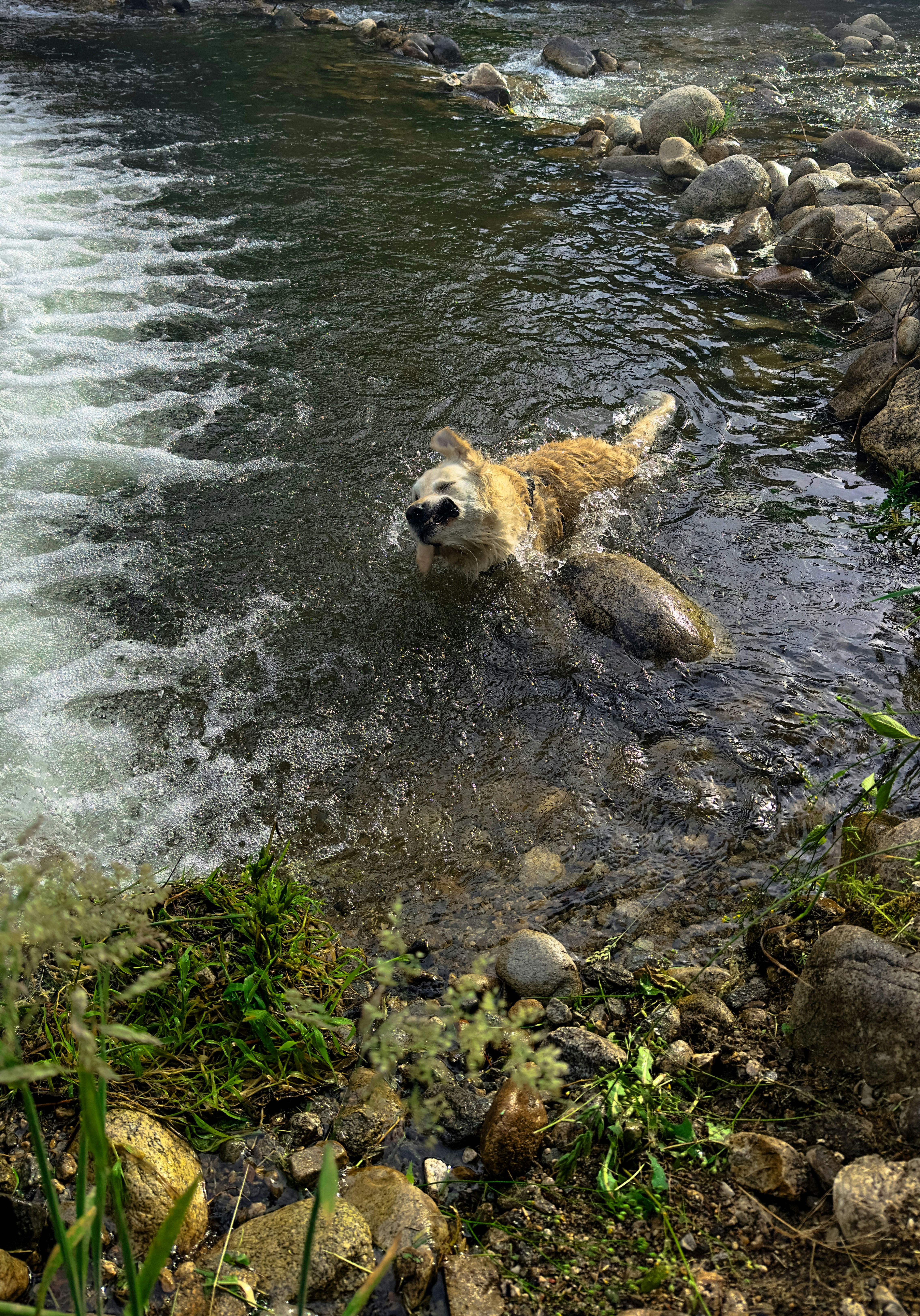Riverbound Paws: a shaggy dog navigates a rocky stream
