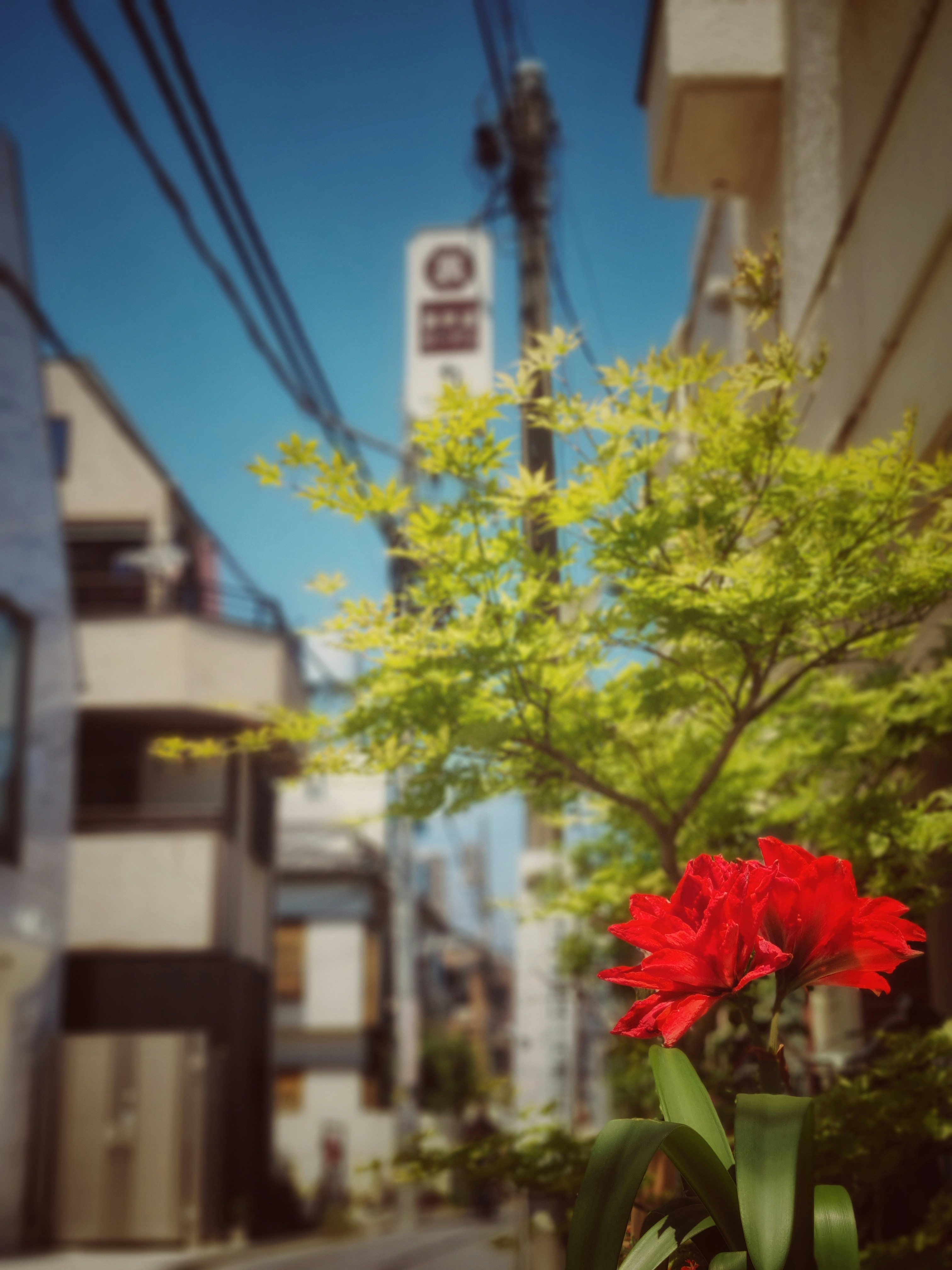 Crimson Bloom at Noon: A City Street Framed by Light