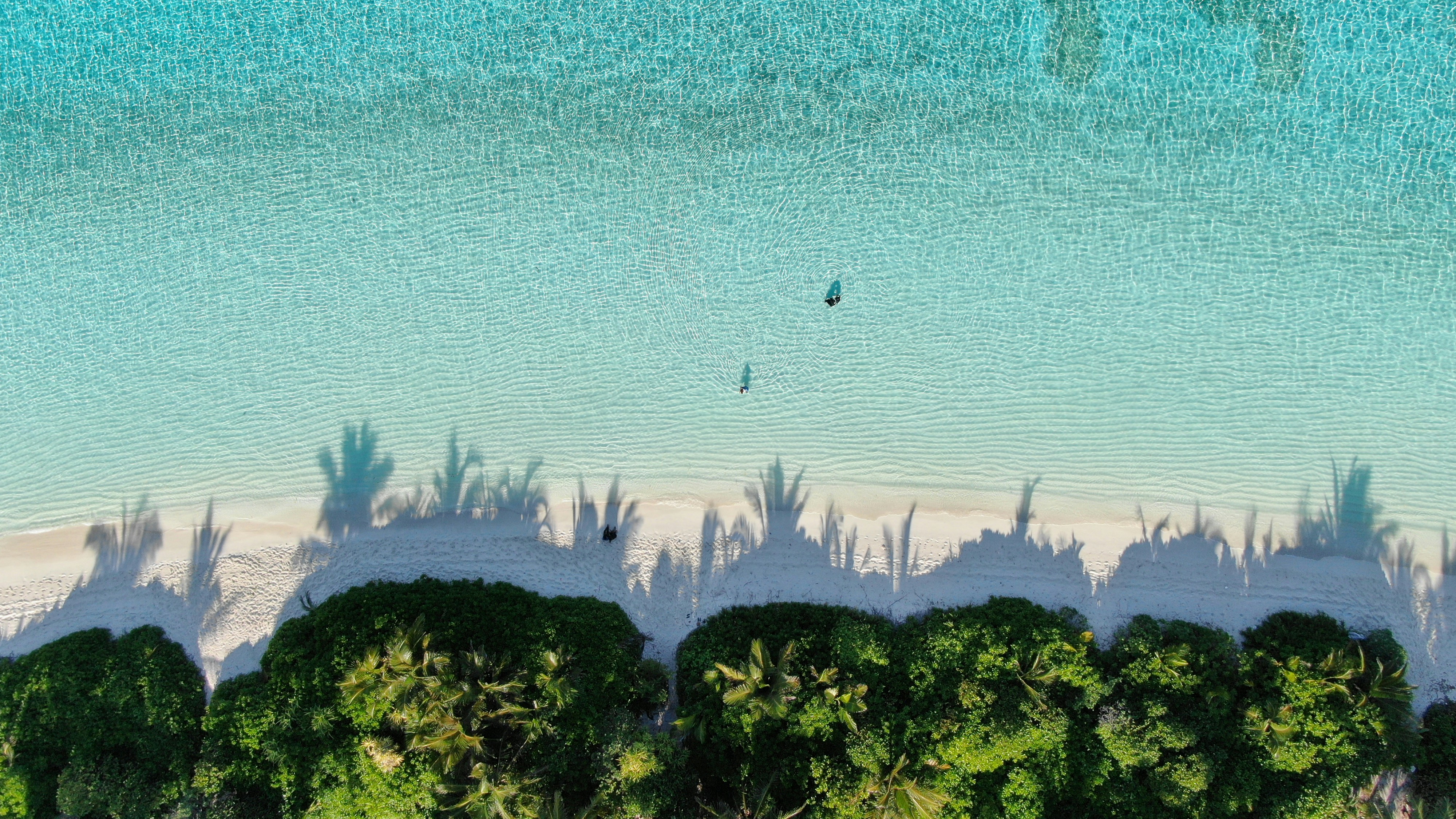 Palm Row Over Turquoise Shallows: An Aerial Tropical Shoreline