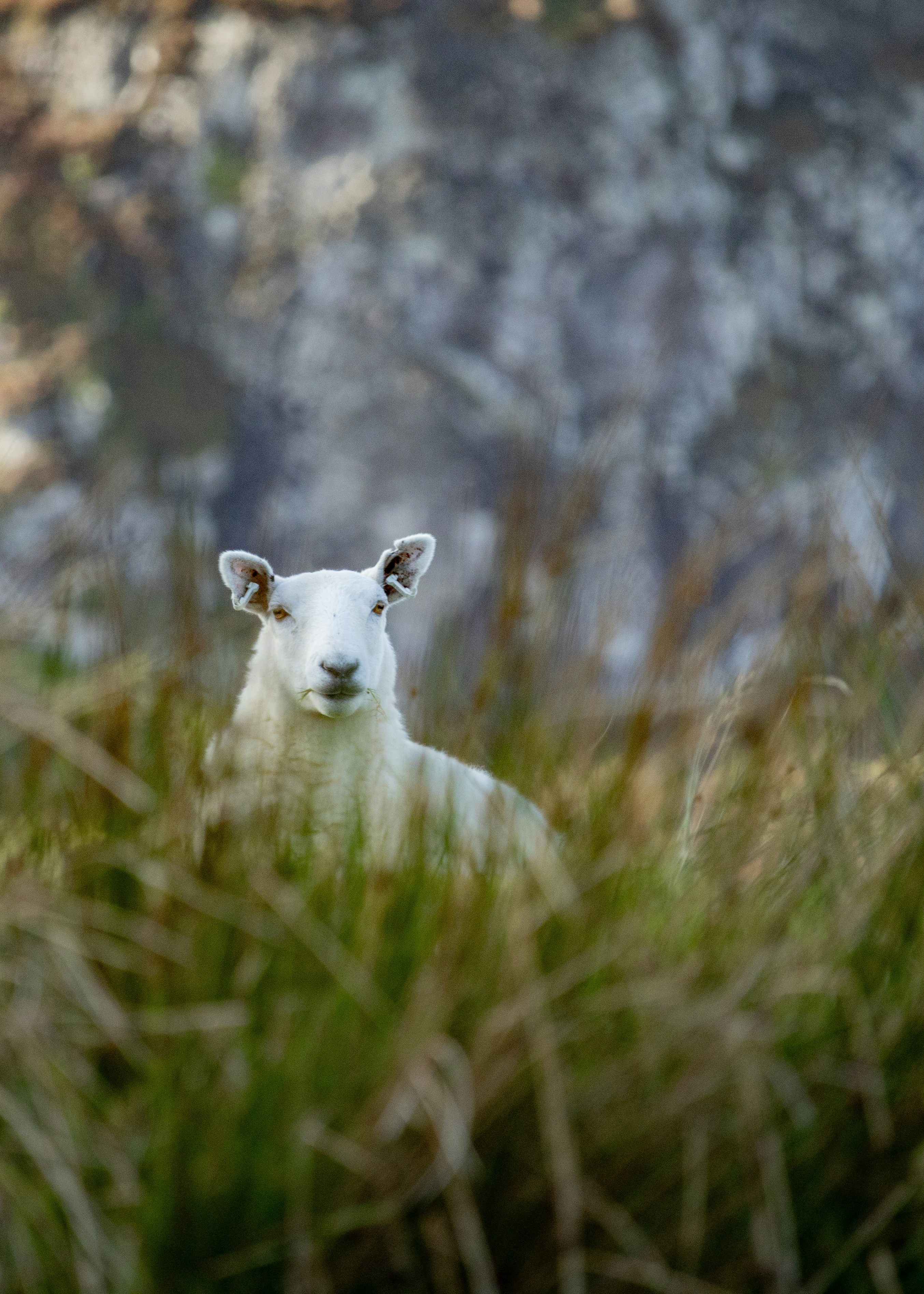 Photo by Andrew D with Canon EOS 250D