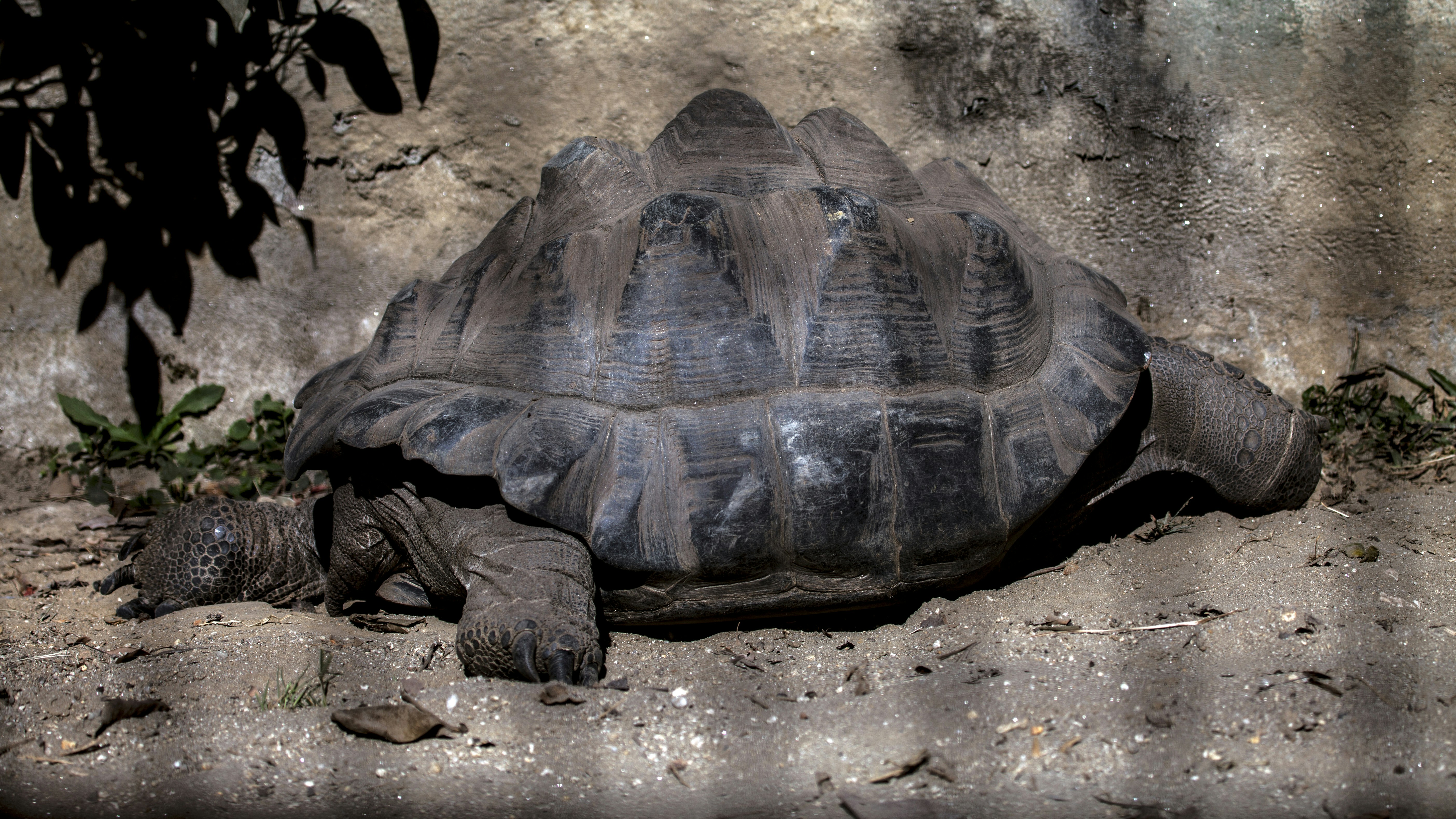 A large tortoise laying on the ground next to a tree photo – Free ...