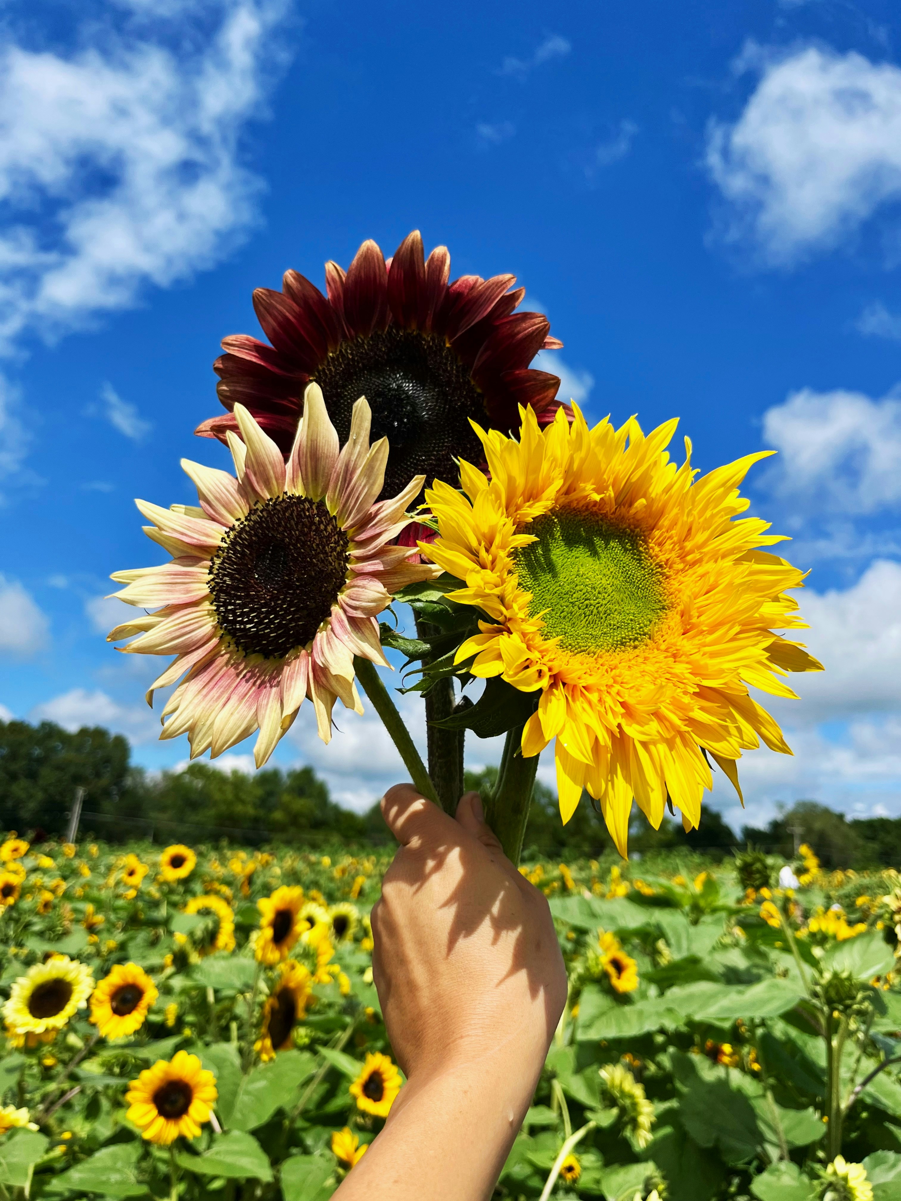 A person holding a sunflower in a field of sunflowers photo – Free ...