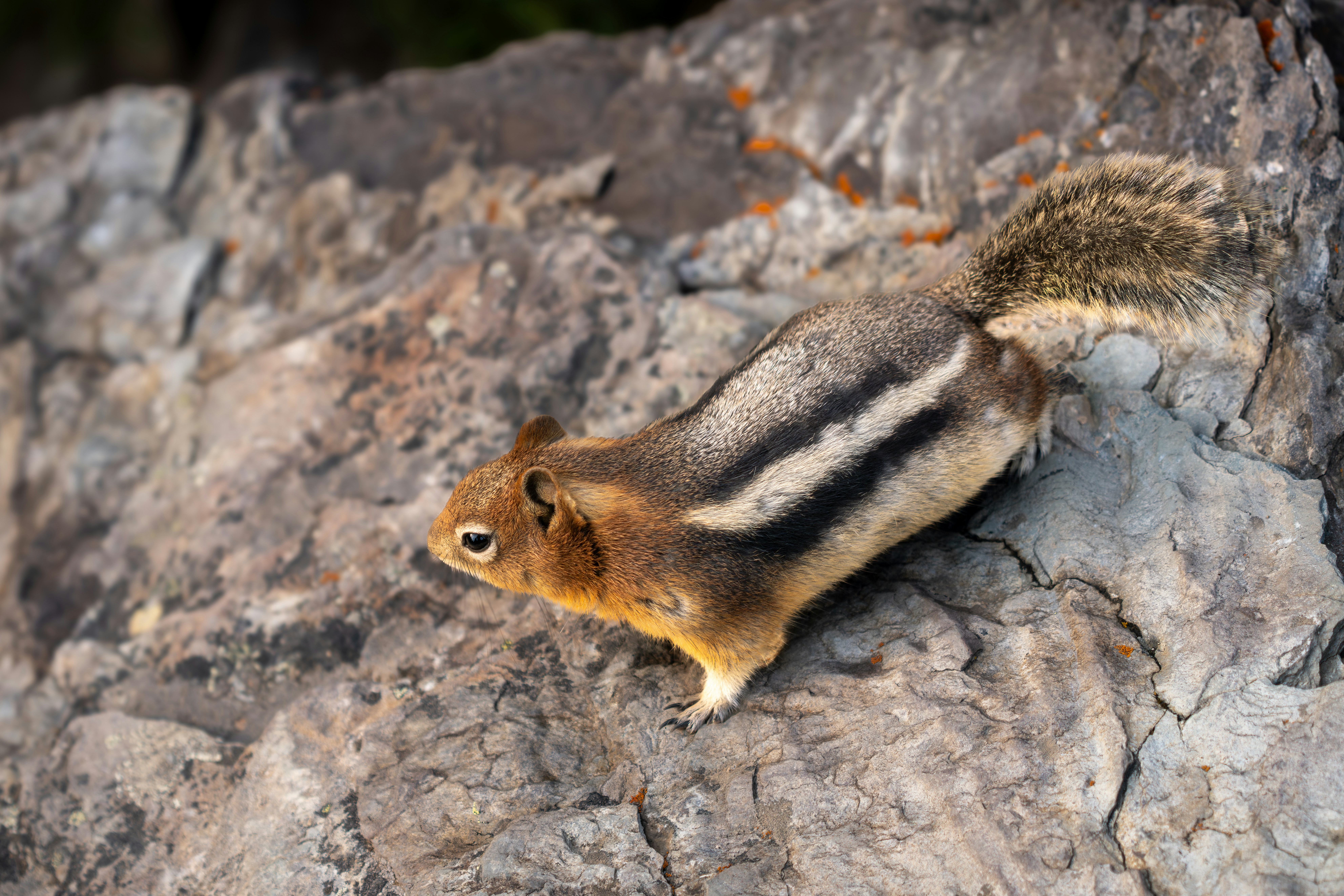 Ridgebound Chipmunk on Weathered Granite
