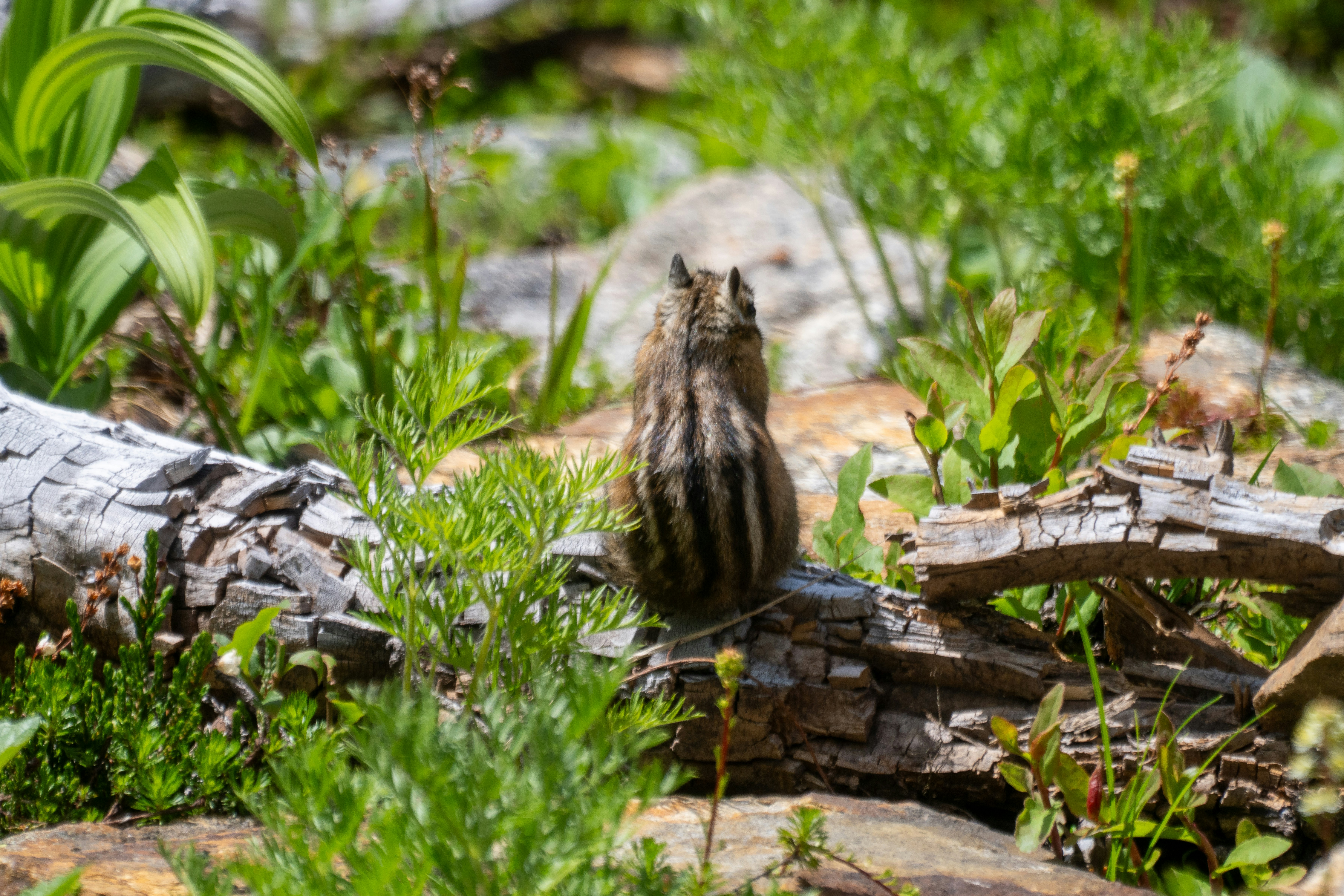 Chipmunk Sentinel on a Weathered Log in a Lush Garden