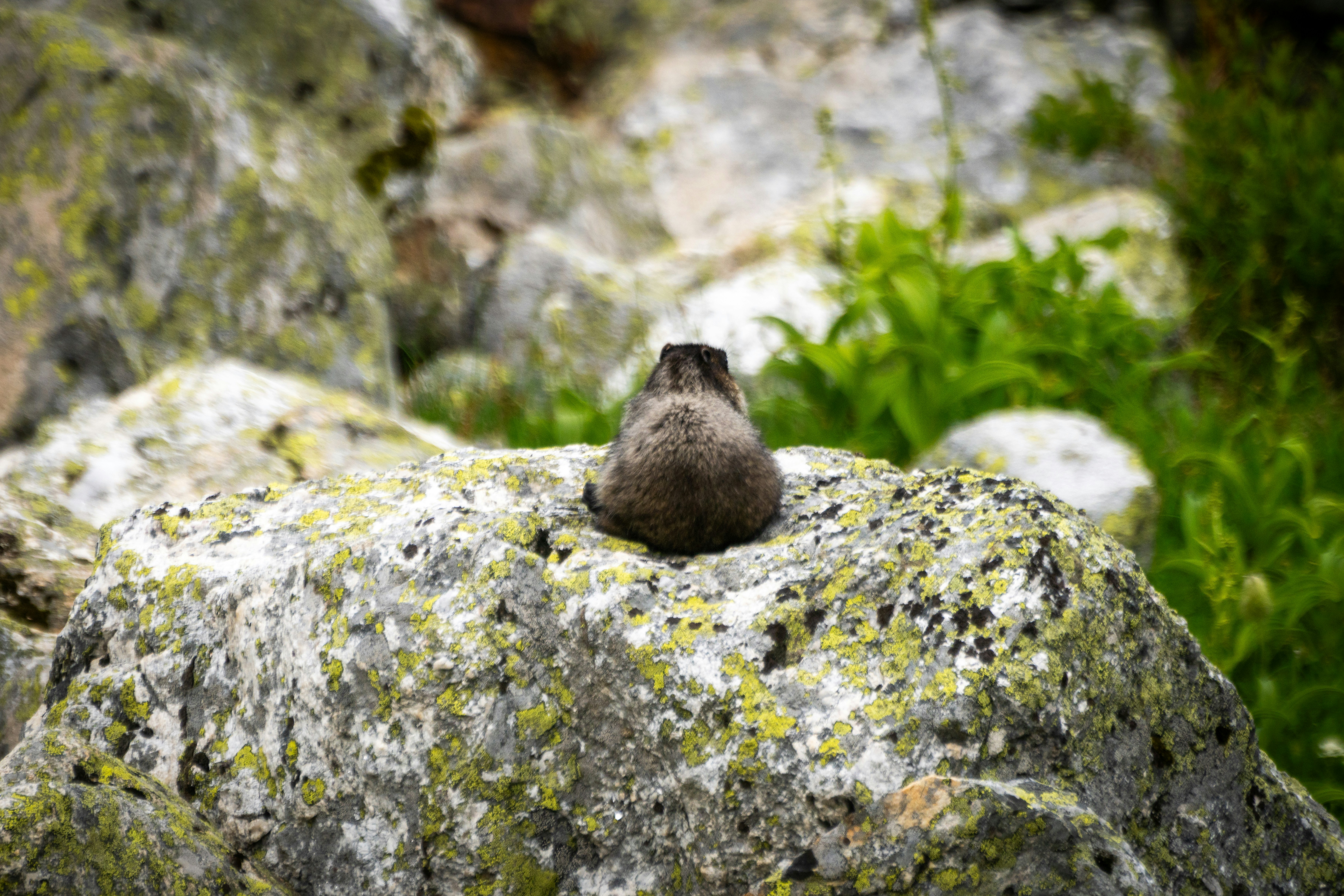 Tiny Sentinel on a Lichen-Crowned Rock