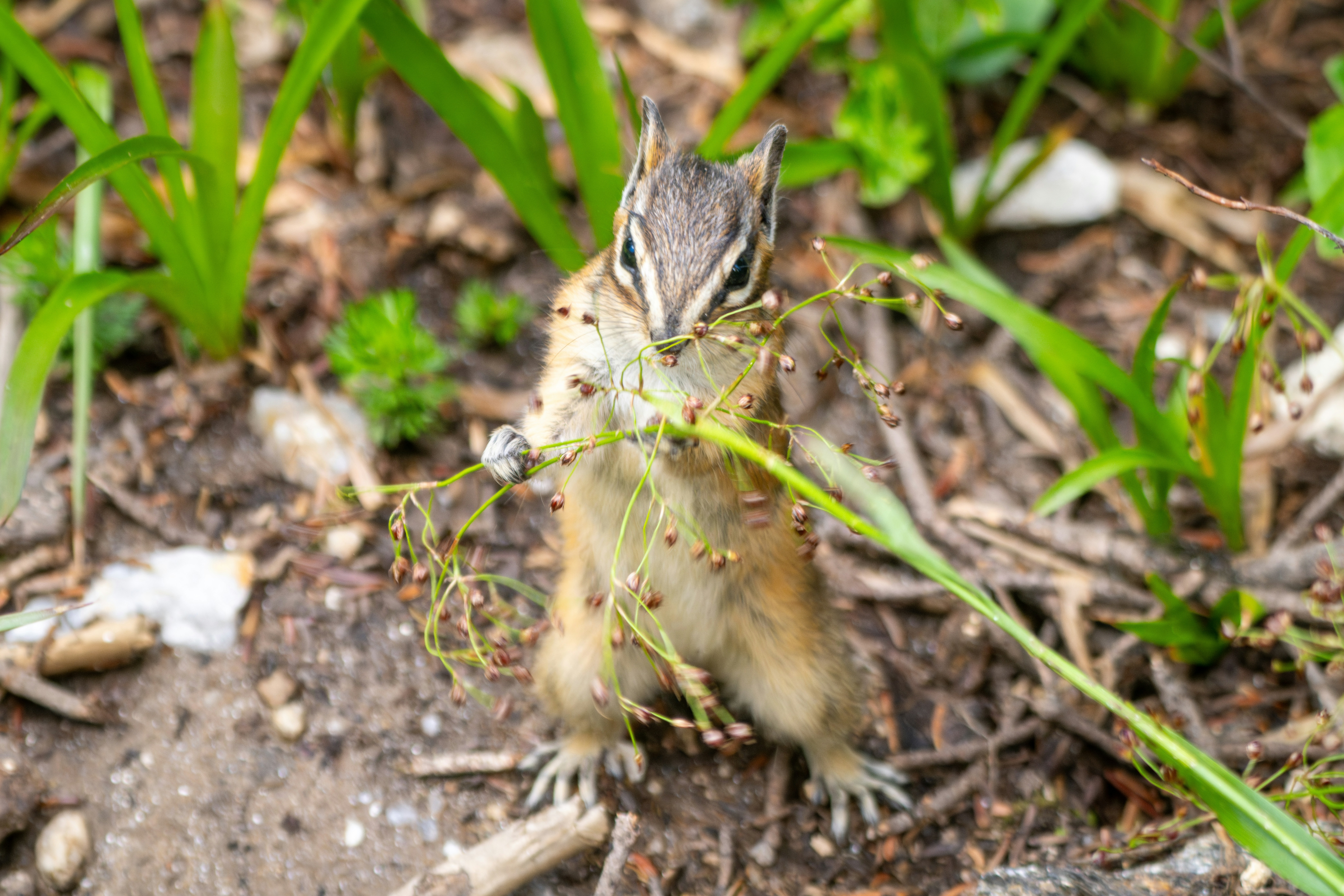 A single chipmunk perches on a stone in the heart of the Canadian wilderness. Its bright, curious eyes and striped fur stand out against the backdrop. The tiny creature nibbles on a seed, fully absorbed in its surroundings. This intimate moment captures the charm and liveliness of Canadian wildlife in its natural habitat.