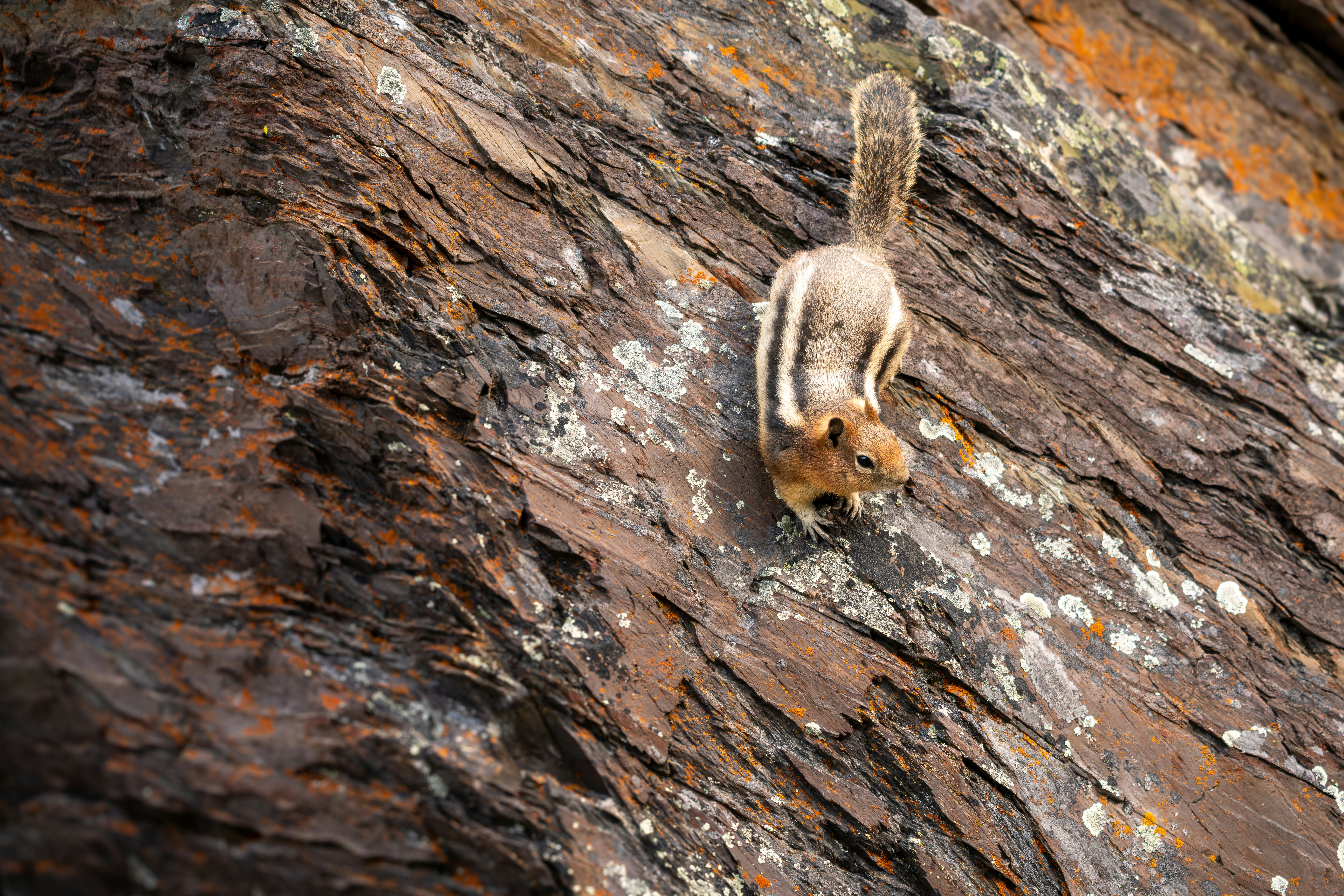 Granite Sentinel: A Tiny Rodent on the Cliff