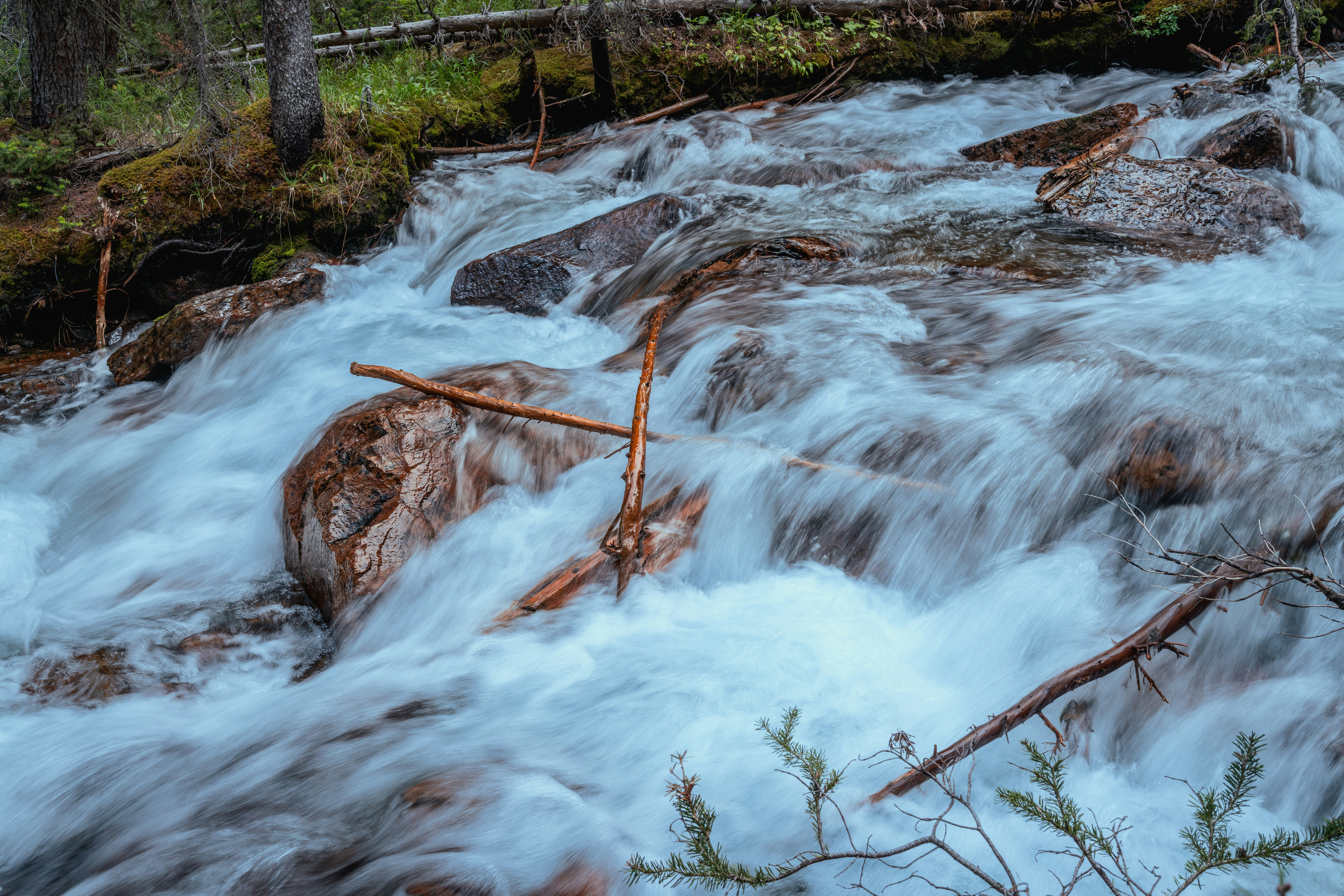 Crosscurrents Among Rocks: Driftwood Arches the Forest Stream