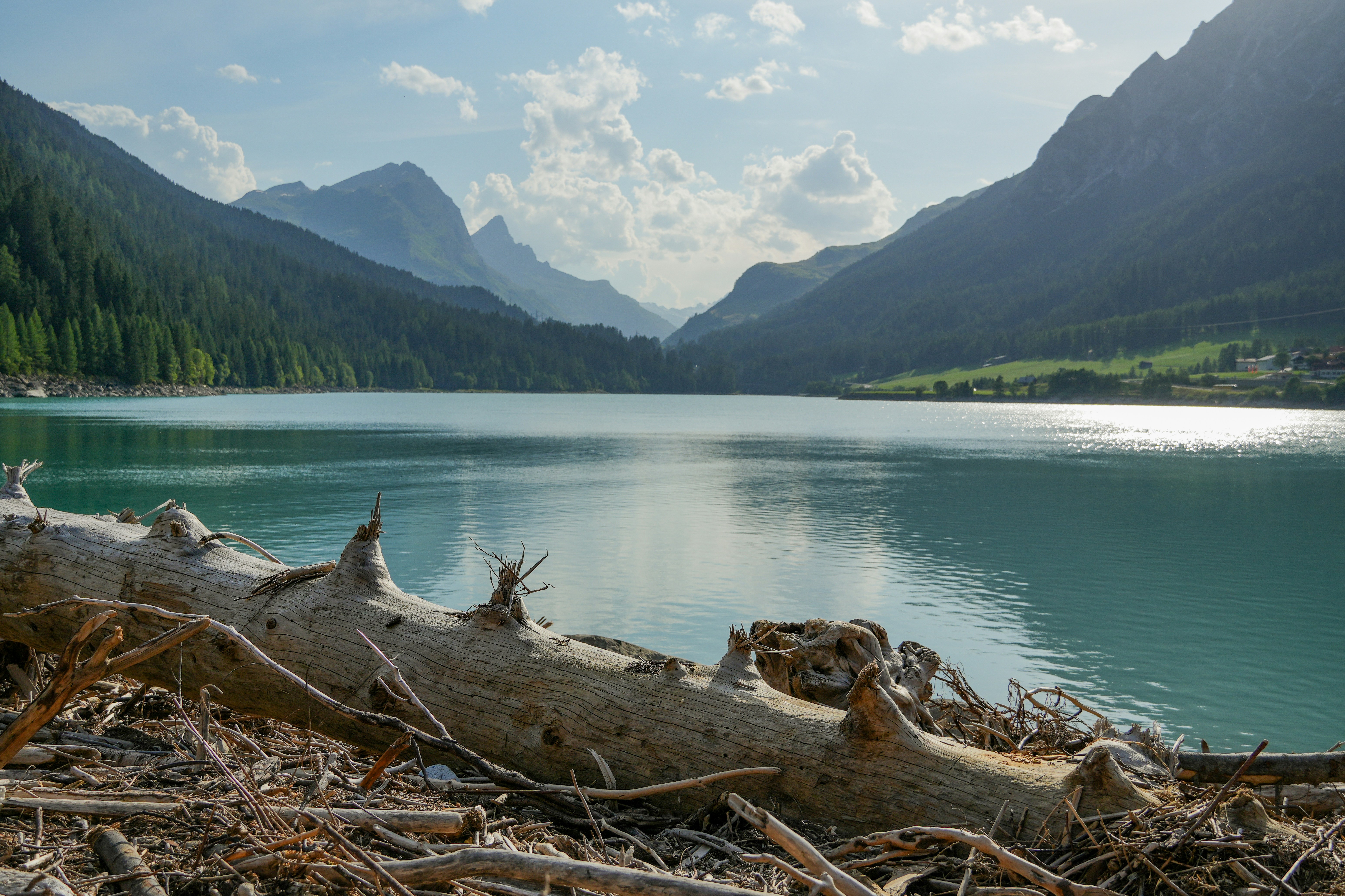 A large log laying on top of a lake photo – Free Lake Image on Unsplash